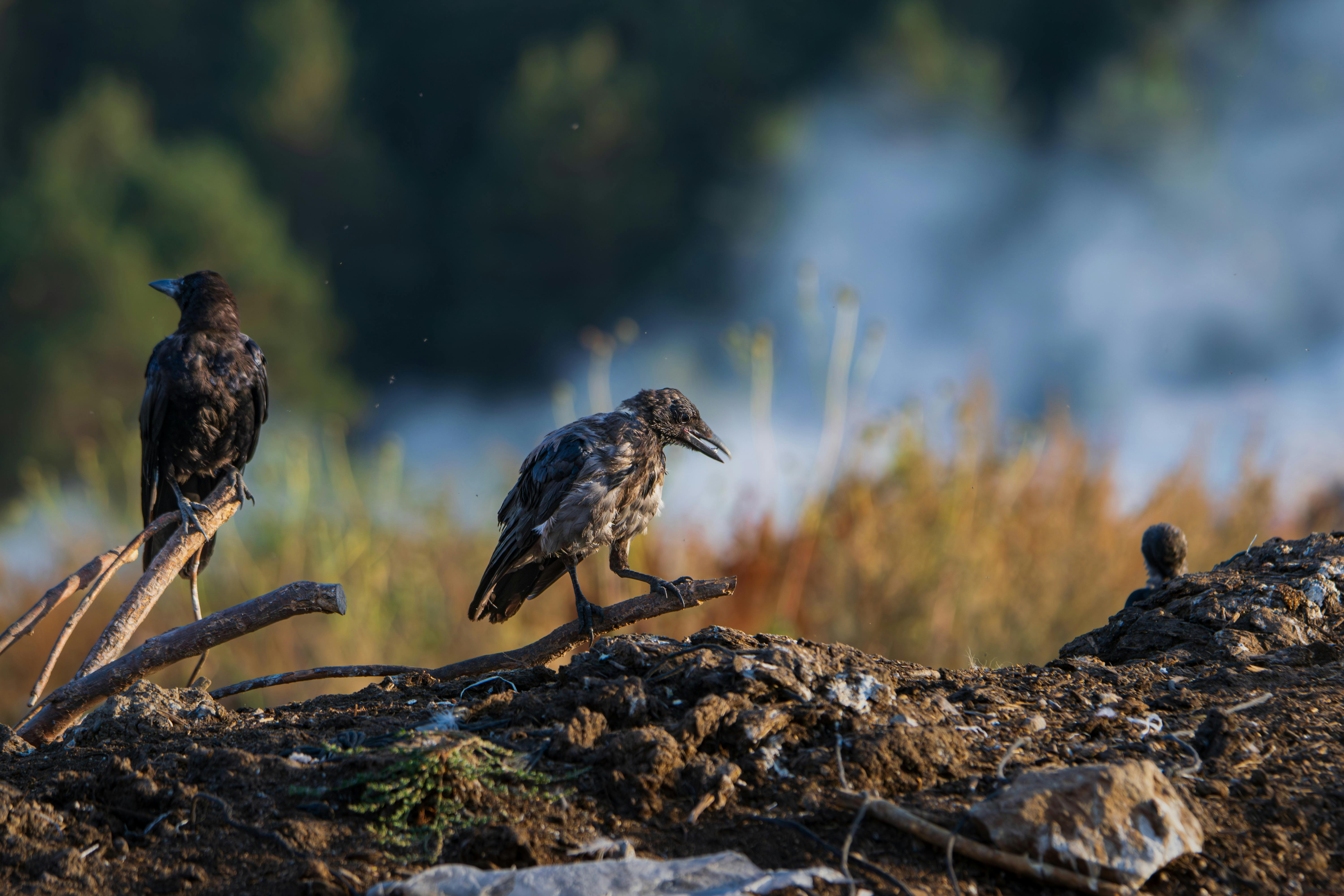 Raven Photos, Download The BEST Free Raven Stock Photos & HD Images