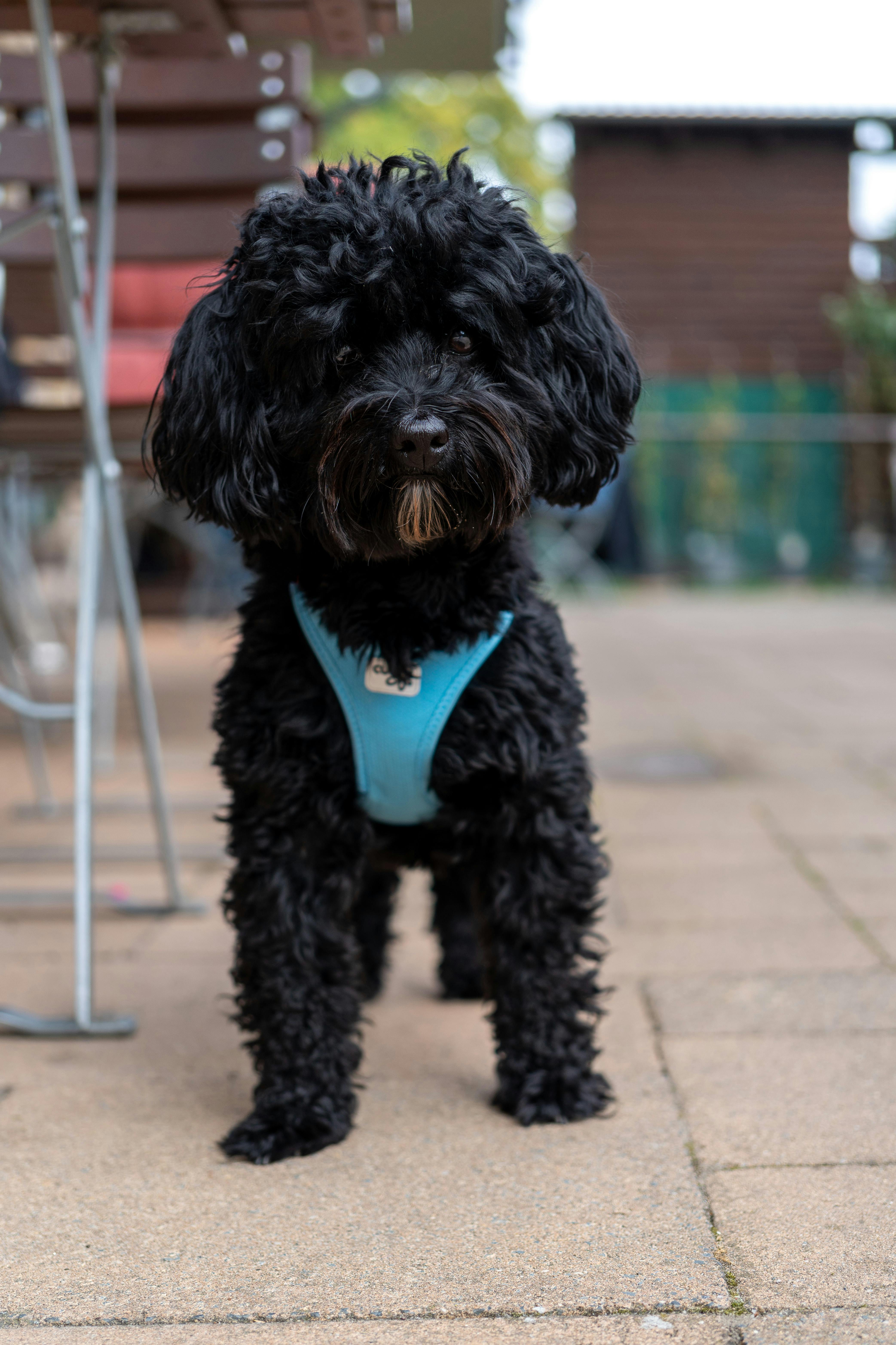 Animal Spca Photos, Download The BEST Free Animal Spca Stock Photos ...