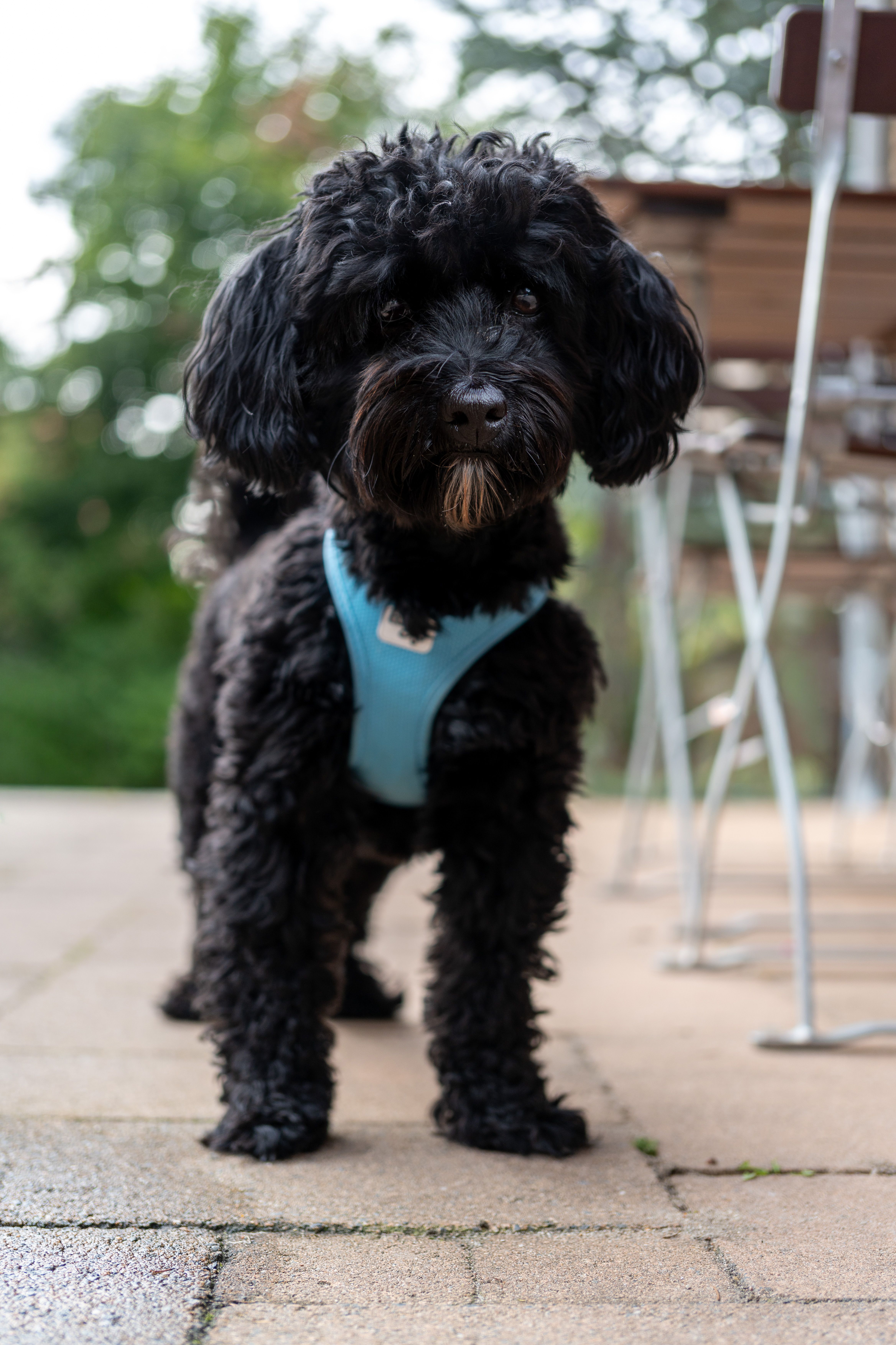 Adorable Black Labradoodle Puppy in Blue Harness · Free Stock Photo