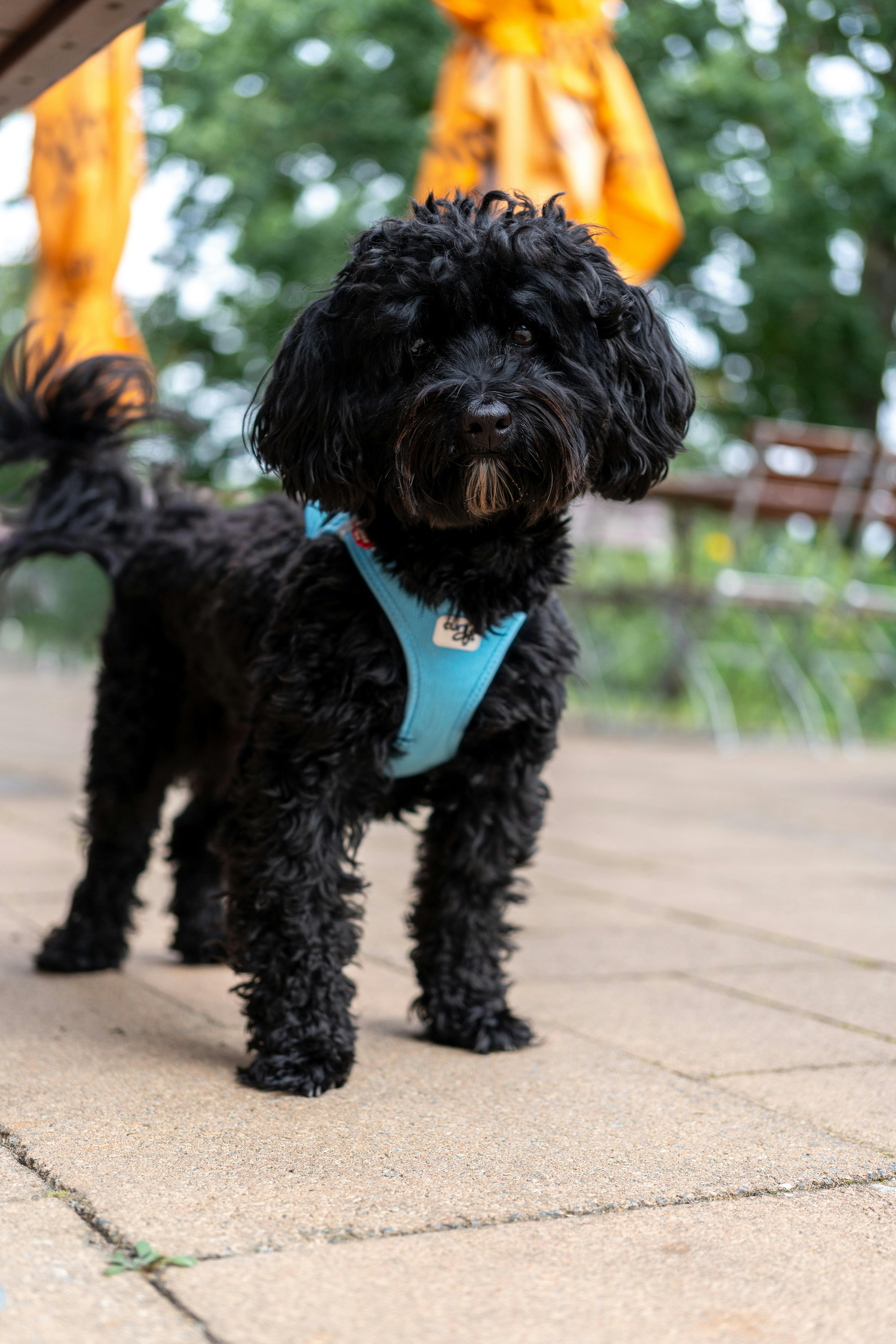 Animal Spca Photos, Download The BEST Free Animal Spca Stock Photos ...