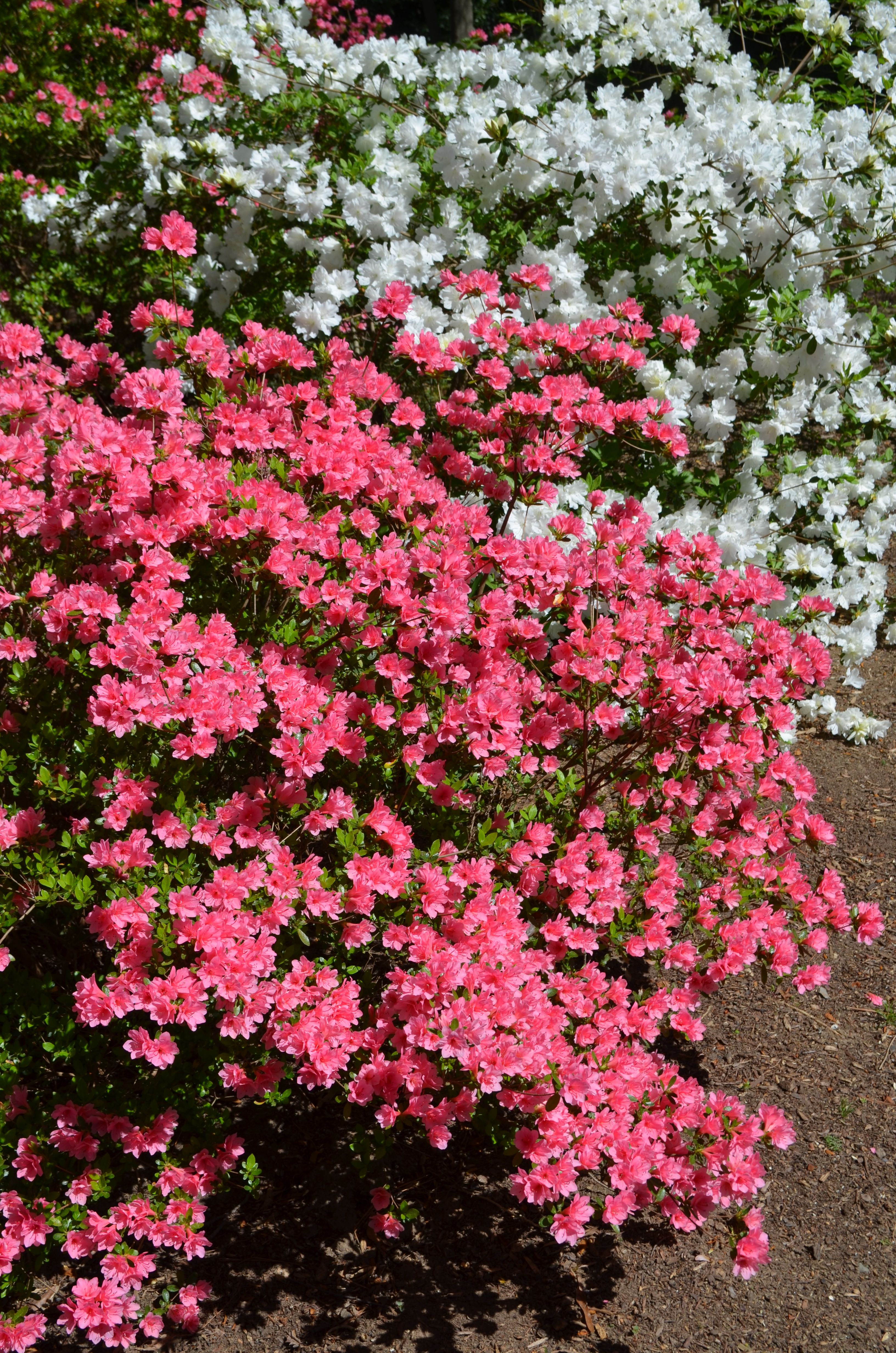 Azalea Photos, Download The BEST Free Azalea Stock Photos & HD Images