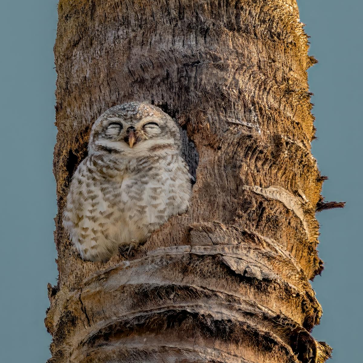 Anime Banner Photos, Download The BEST Free Anime Banner Stock Photos ...