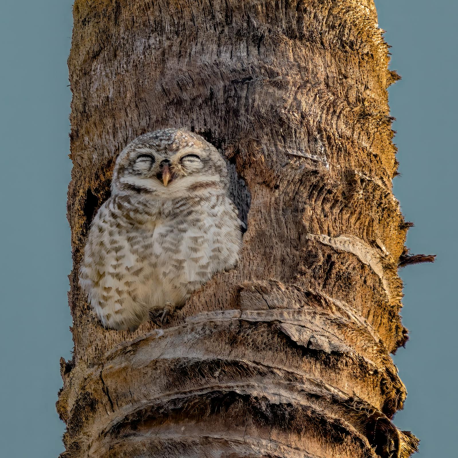 Koyal Bird Photos, Download The BEST Free Koyal Bird Stock Photos & HD ...