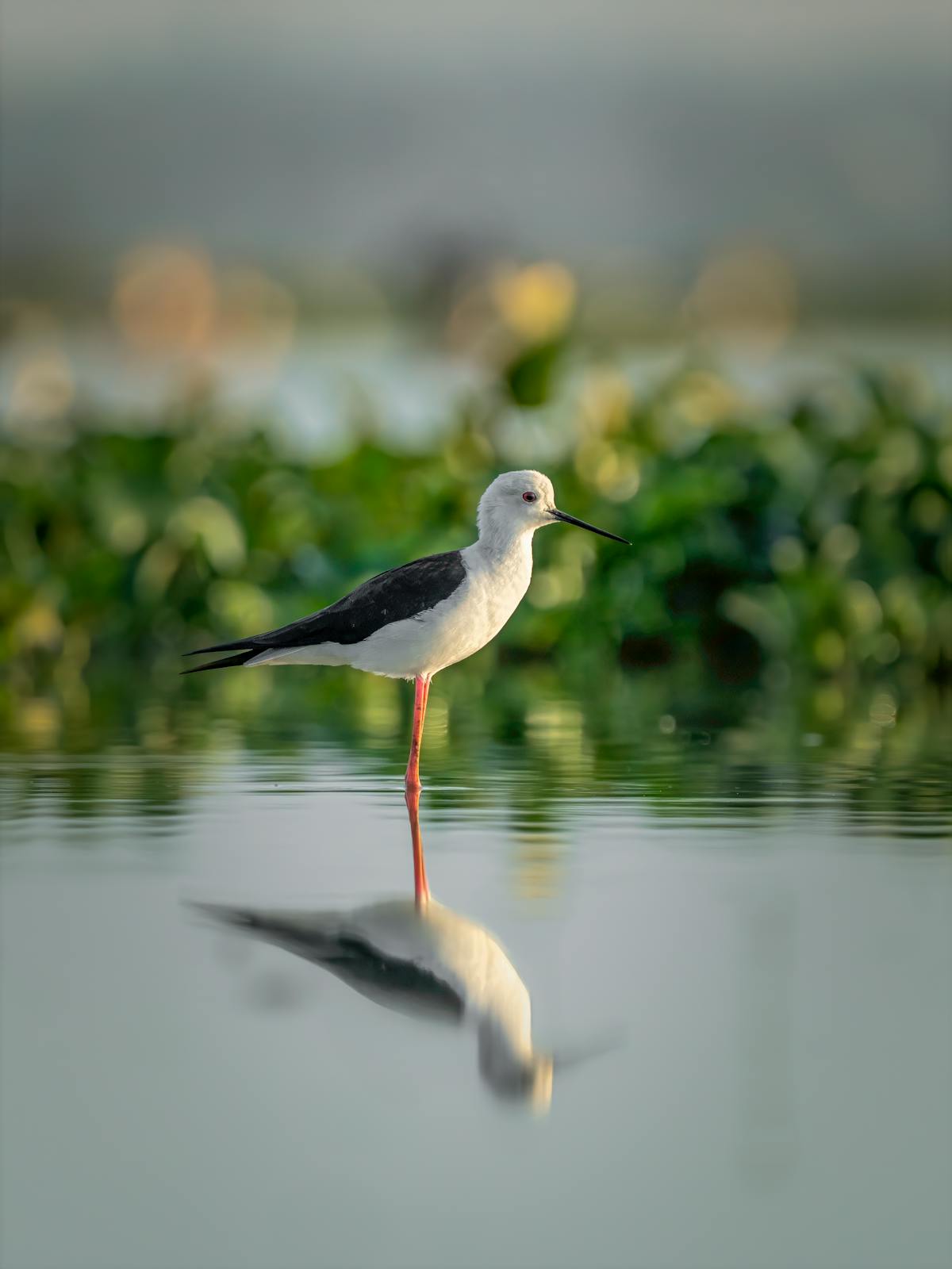 Big+Legged+Woman Photos, Download The BEST Free Big+Legged+Woman Stock ...