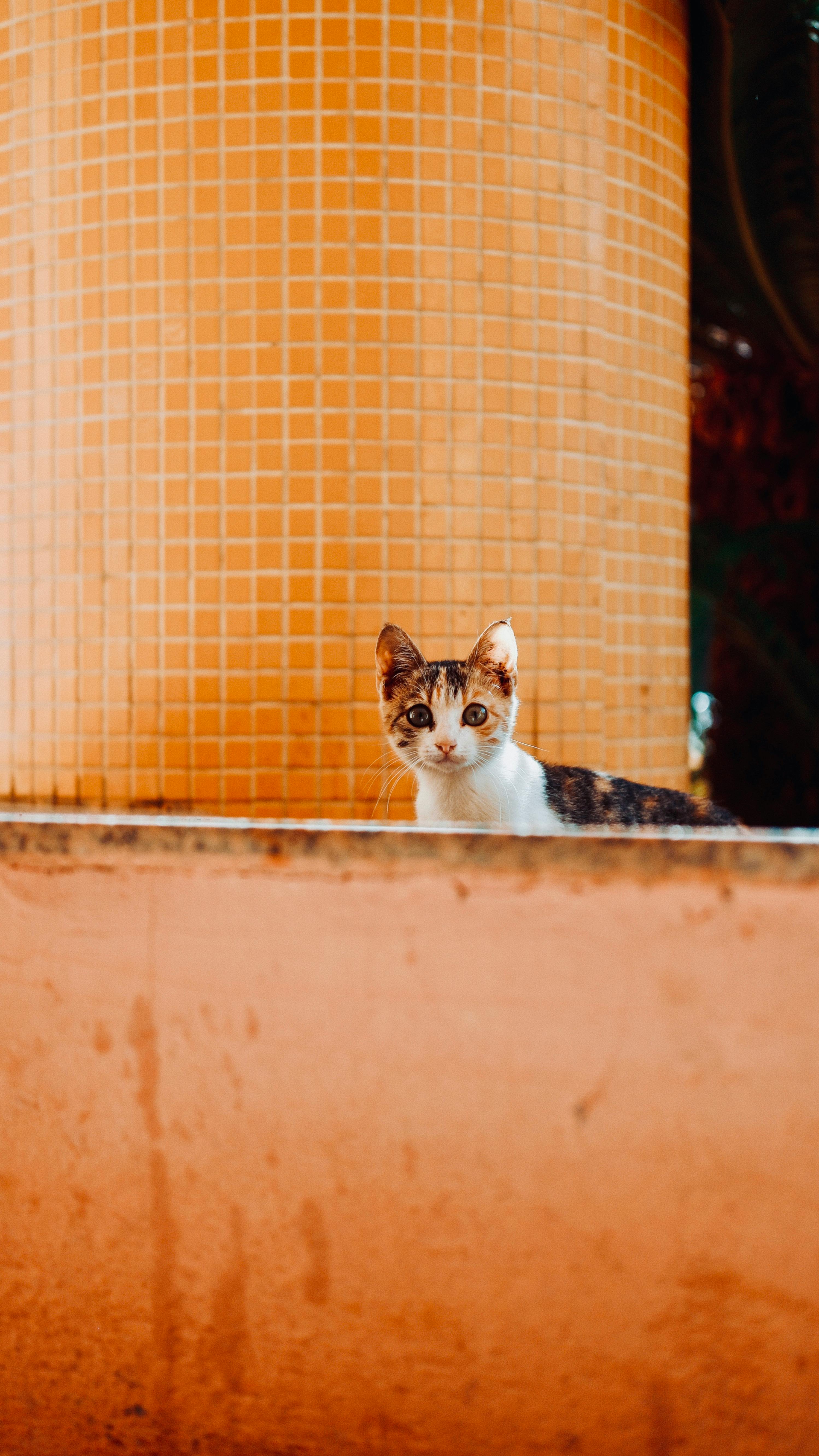 Animal Spca Photos, Download The BEST Free Animal Spca Stock Photos ...