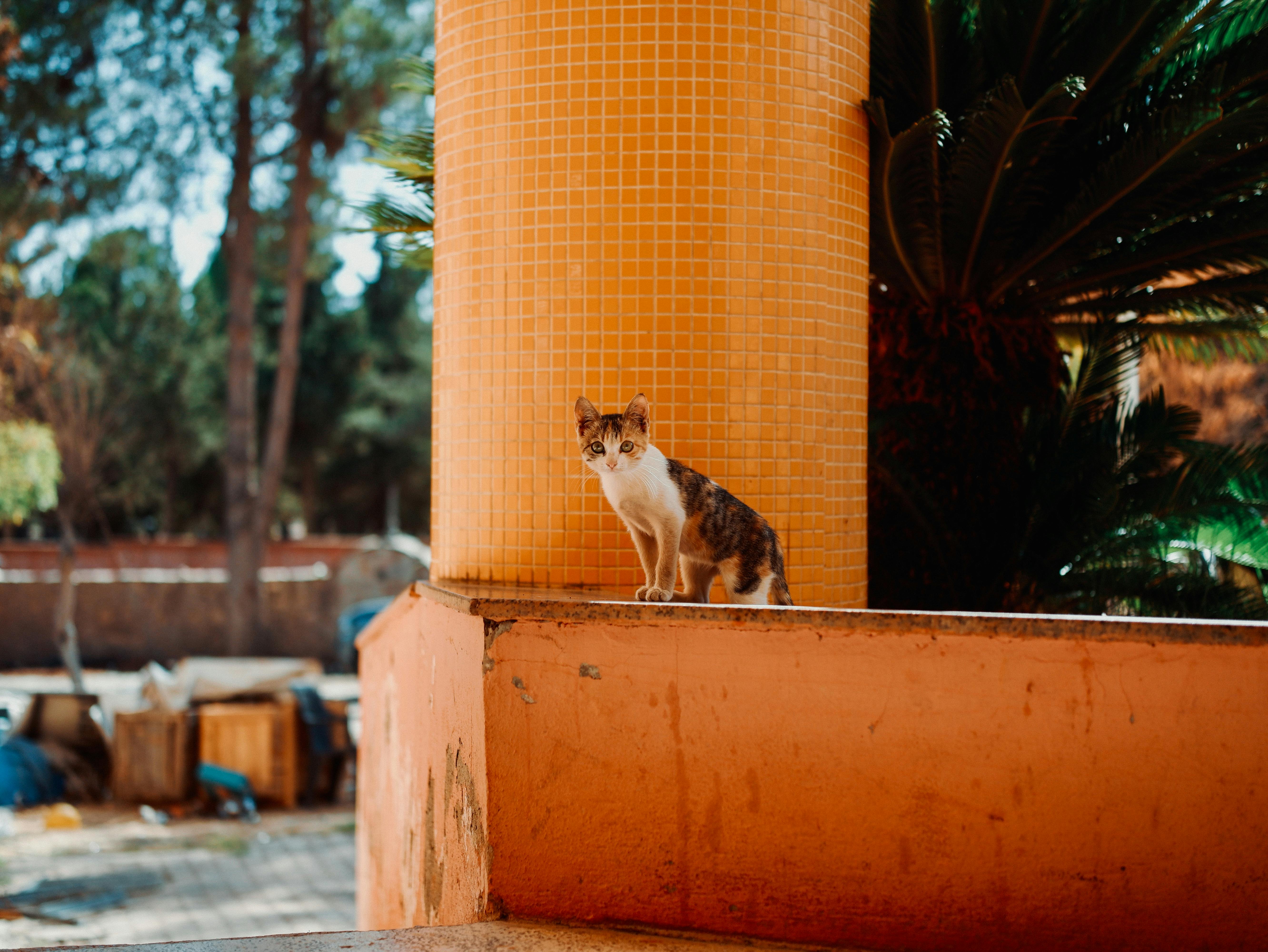 Animal Spca Photos, Download The BEST Free Animal Spca Stock Photos ...