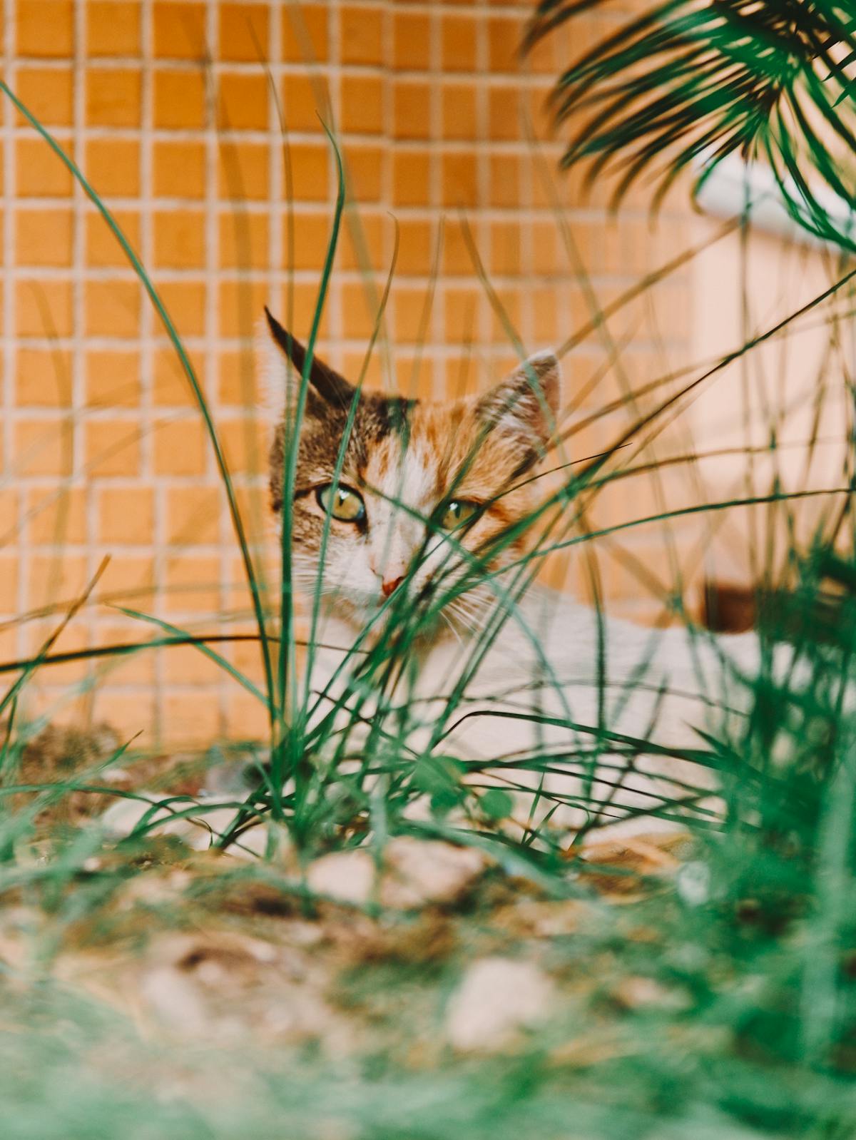 Animal Spca Photos, Download The BEST Free Animal Spca Stock Photos ...