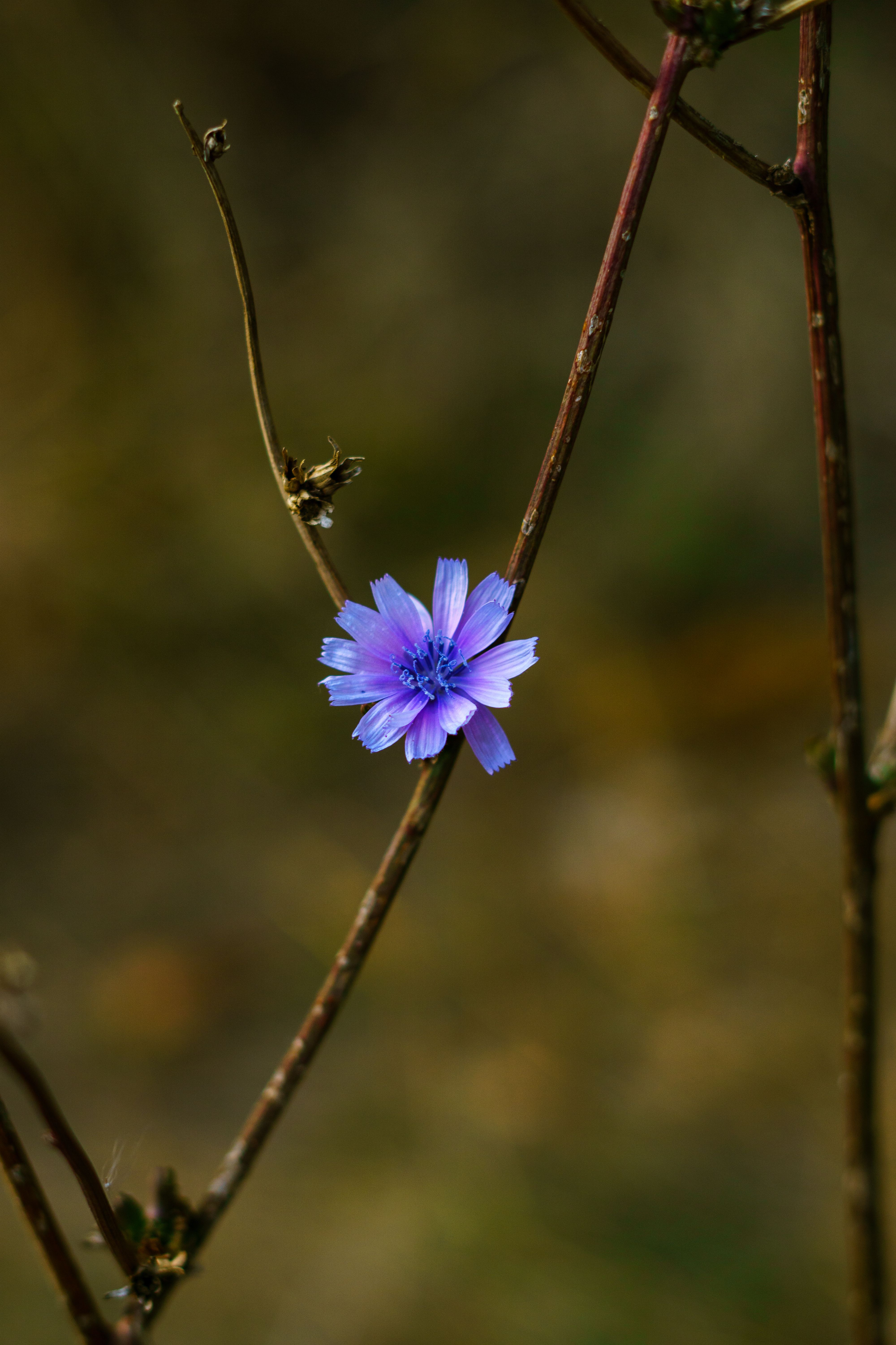 Purple Chicory Flower Amongst Bare Branches · Free Stock Photo