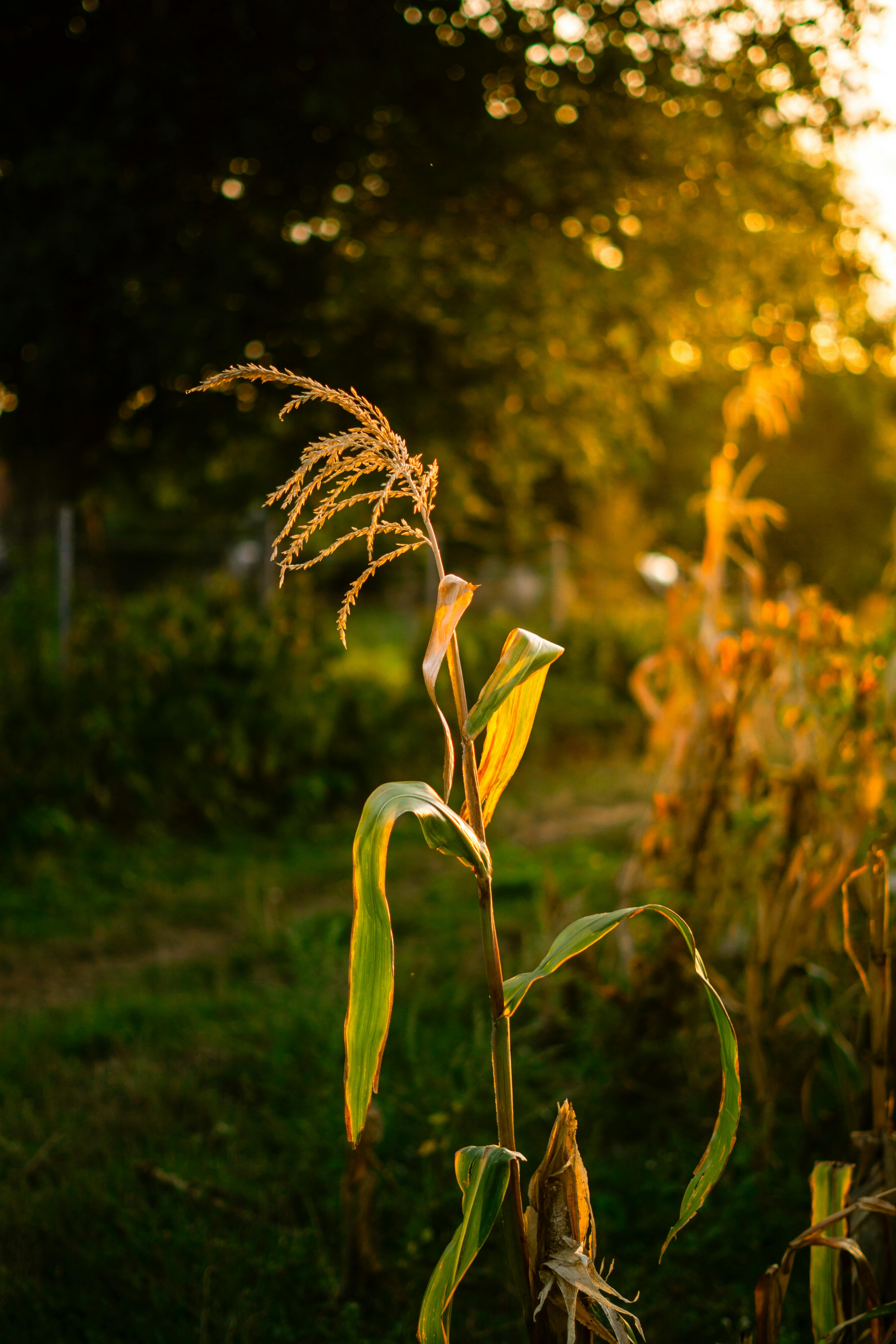 Organic Farm Photos, Download The BEST Free Organic Farm Stock Photos ...