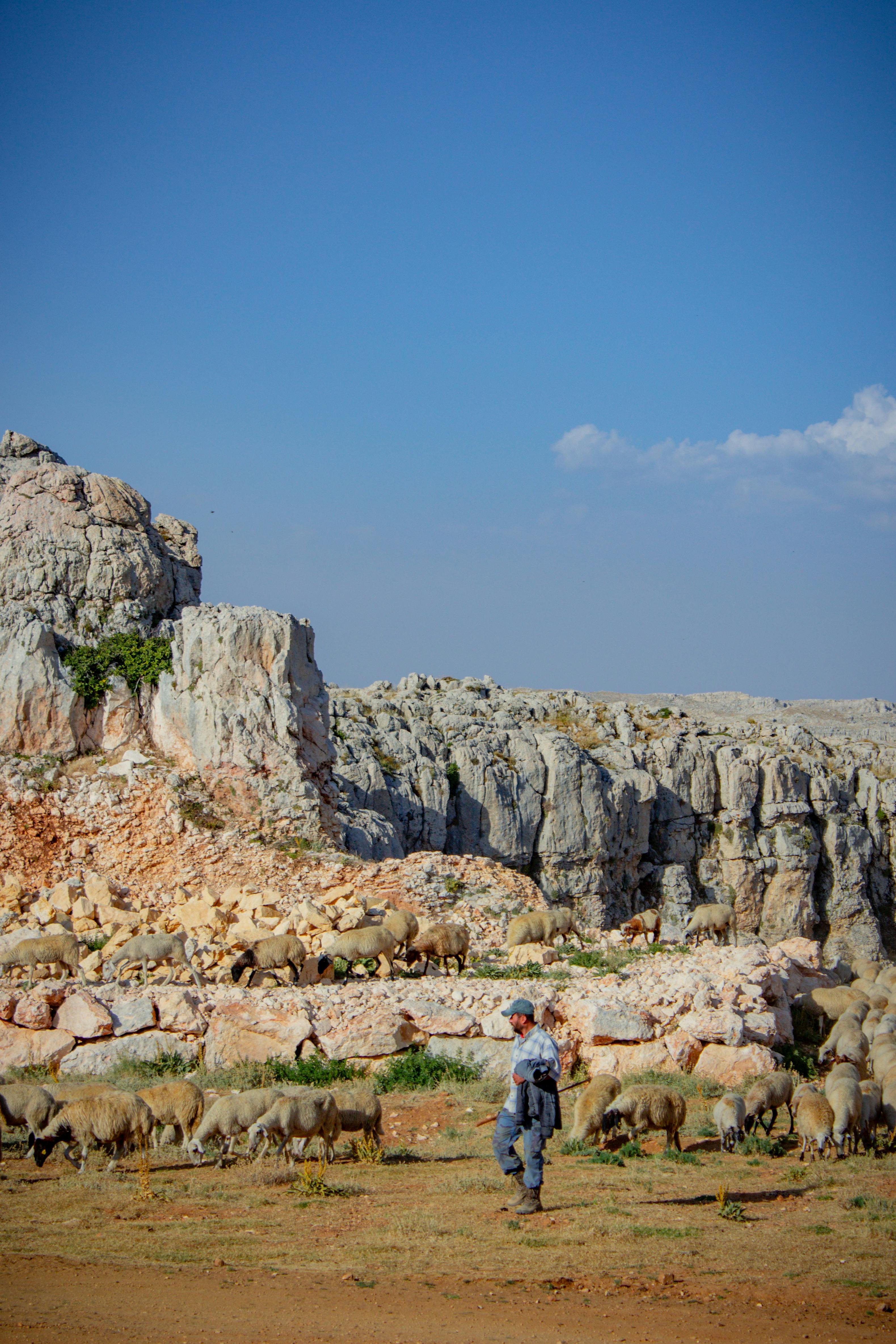 Shepherd Photos, Download The BEST Free Shepherd Stock Photos & HD Images