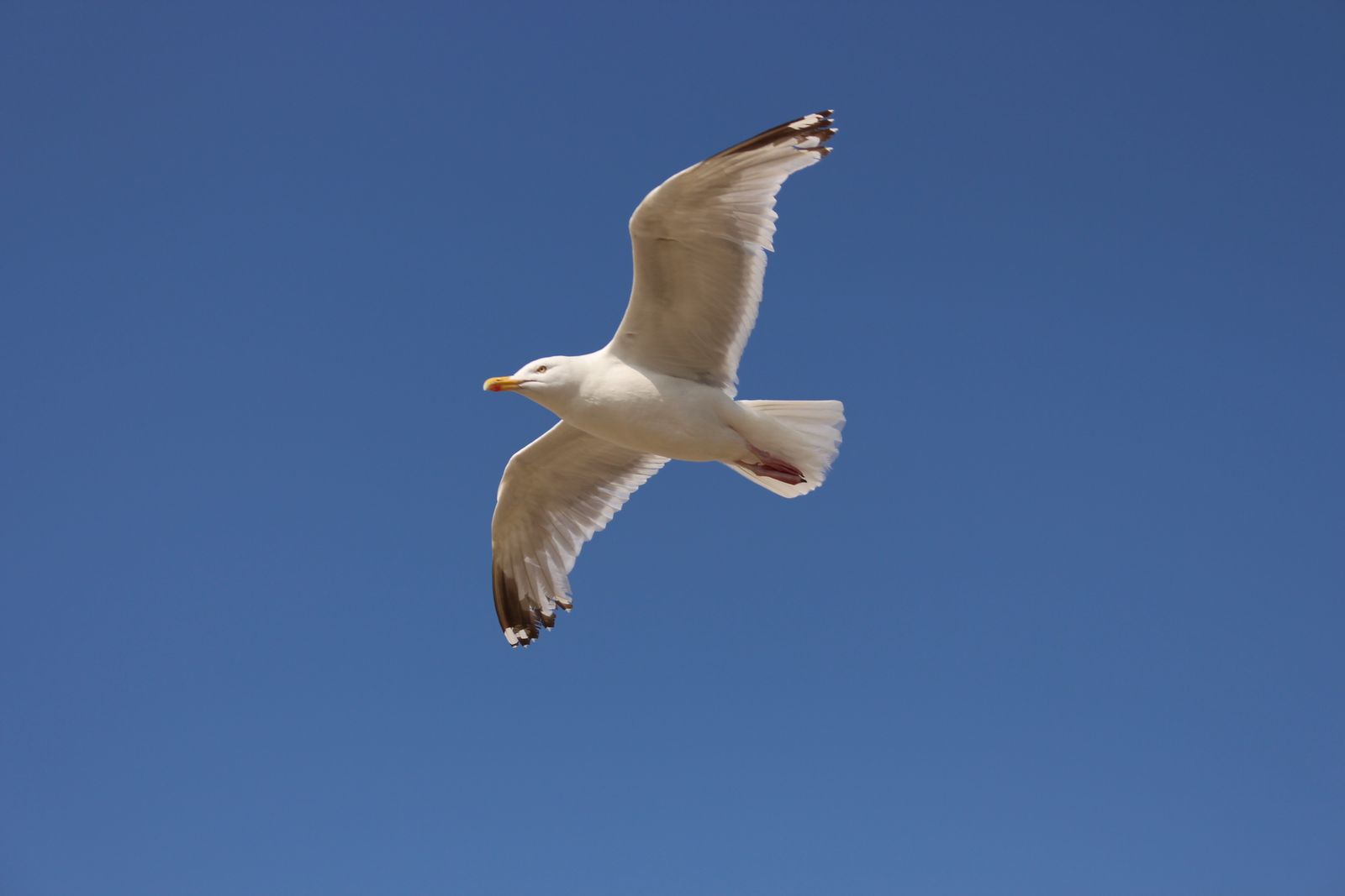 Seagull Flying Photos, Download The BEST Free Seagull Flying Stock ...