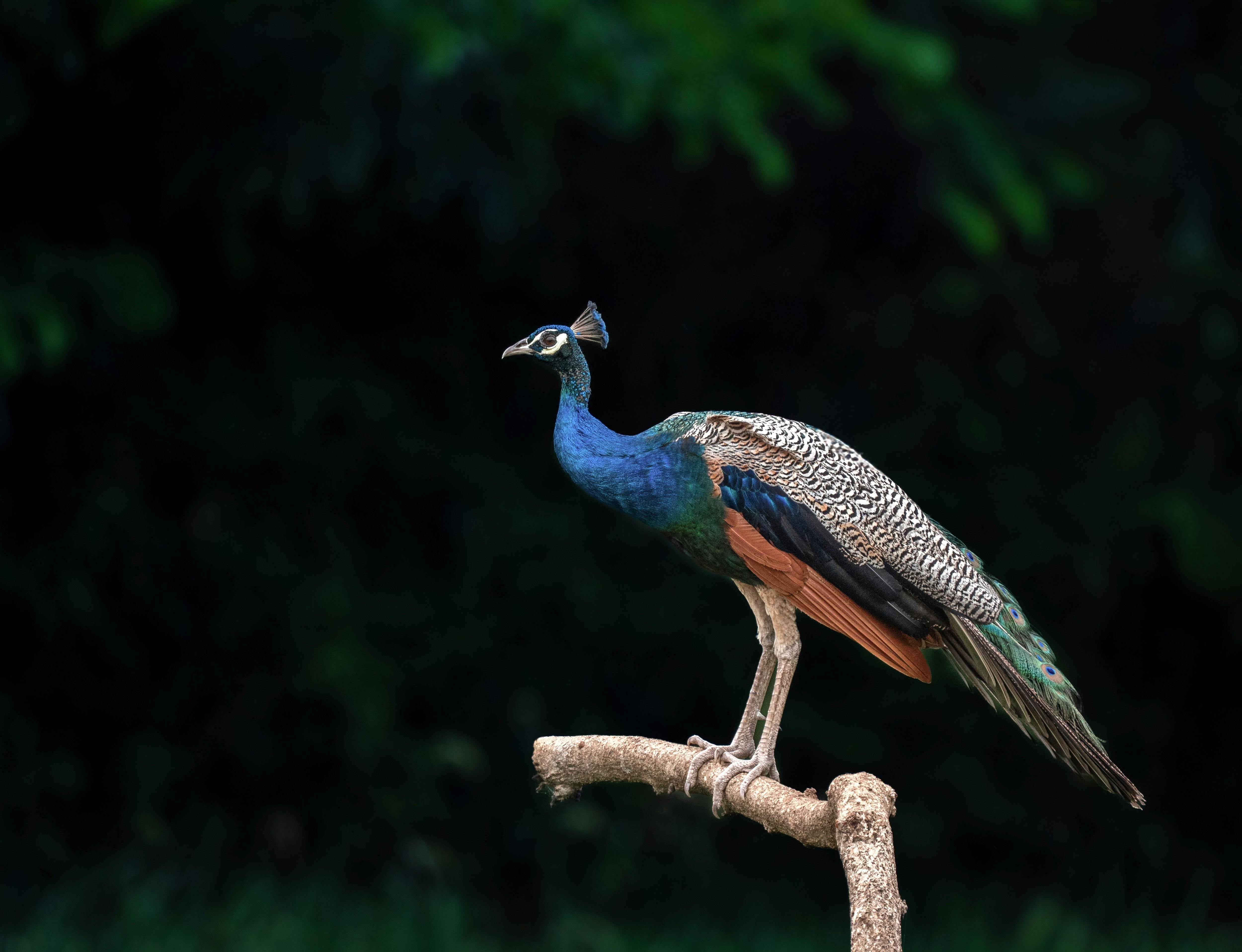 Peacock Images Photos, Download The BEST Free Peacock Images Stock ...