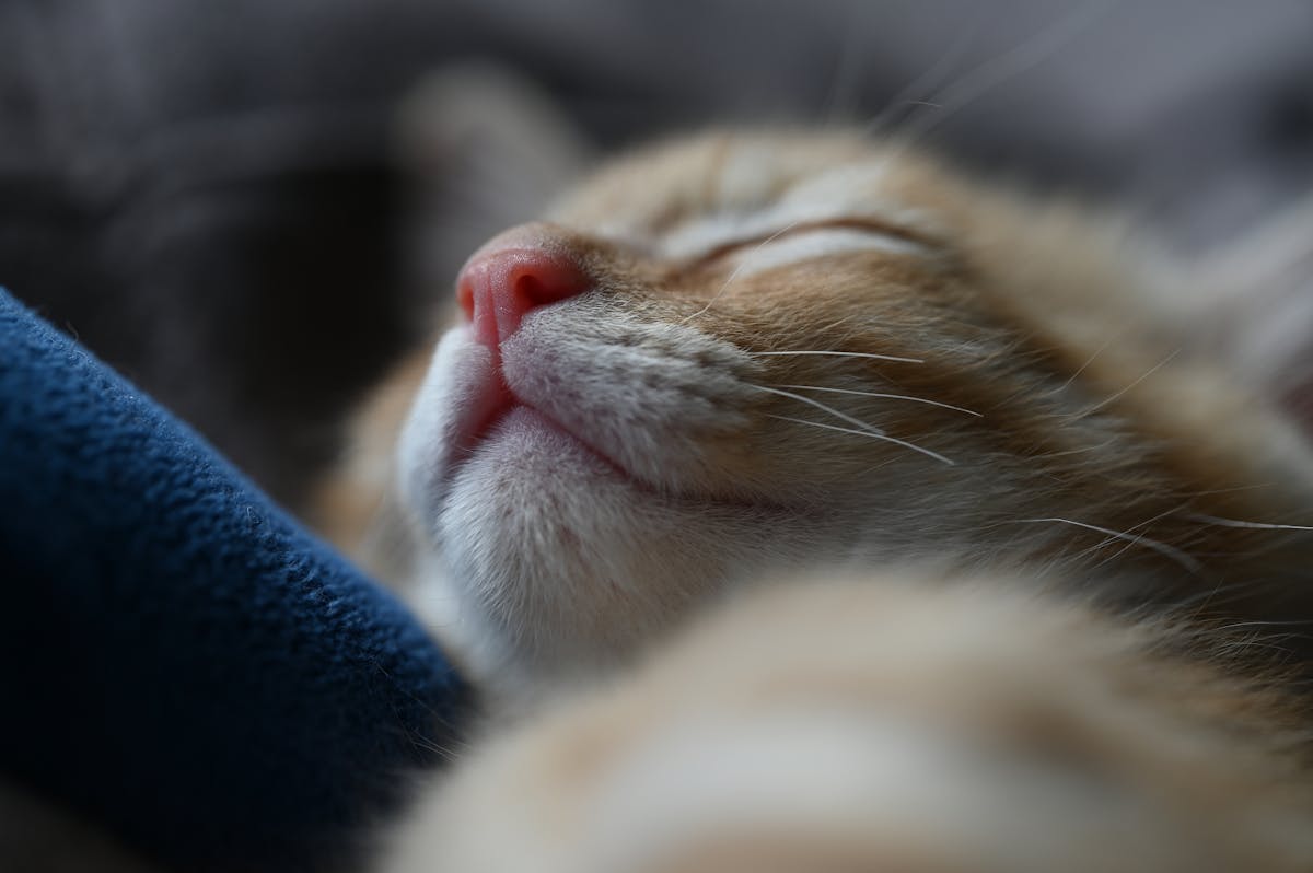 Cat Reaction Photos, Download The BEST Free Cat Reaction Stock Photos ...