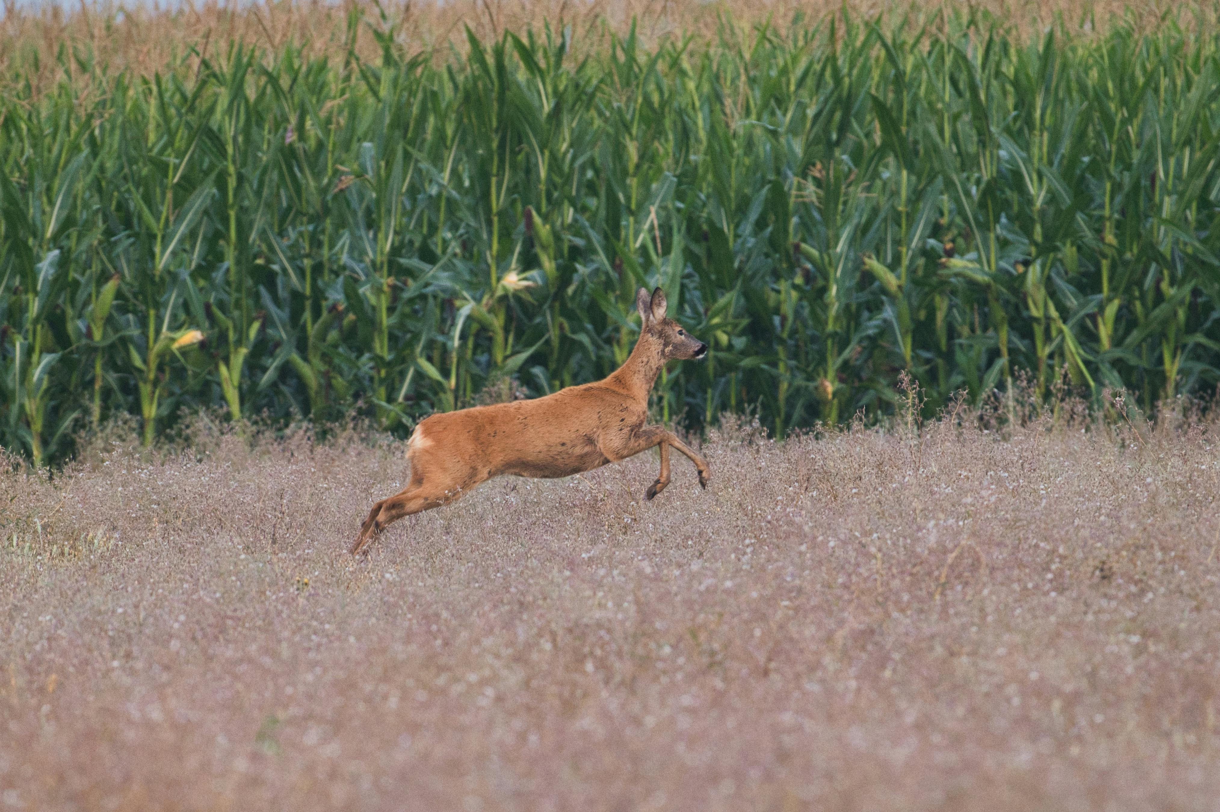 Slovakia Photos, Download The BEST Free Slovakia Stock Photos & HD Images