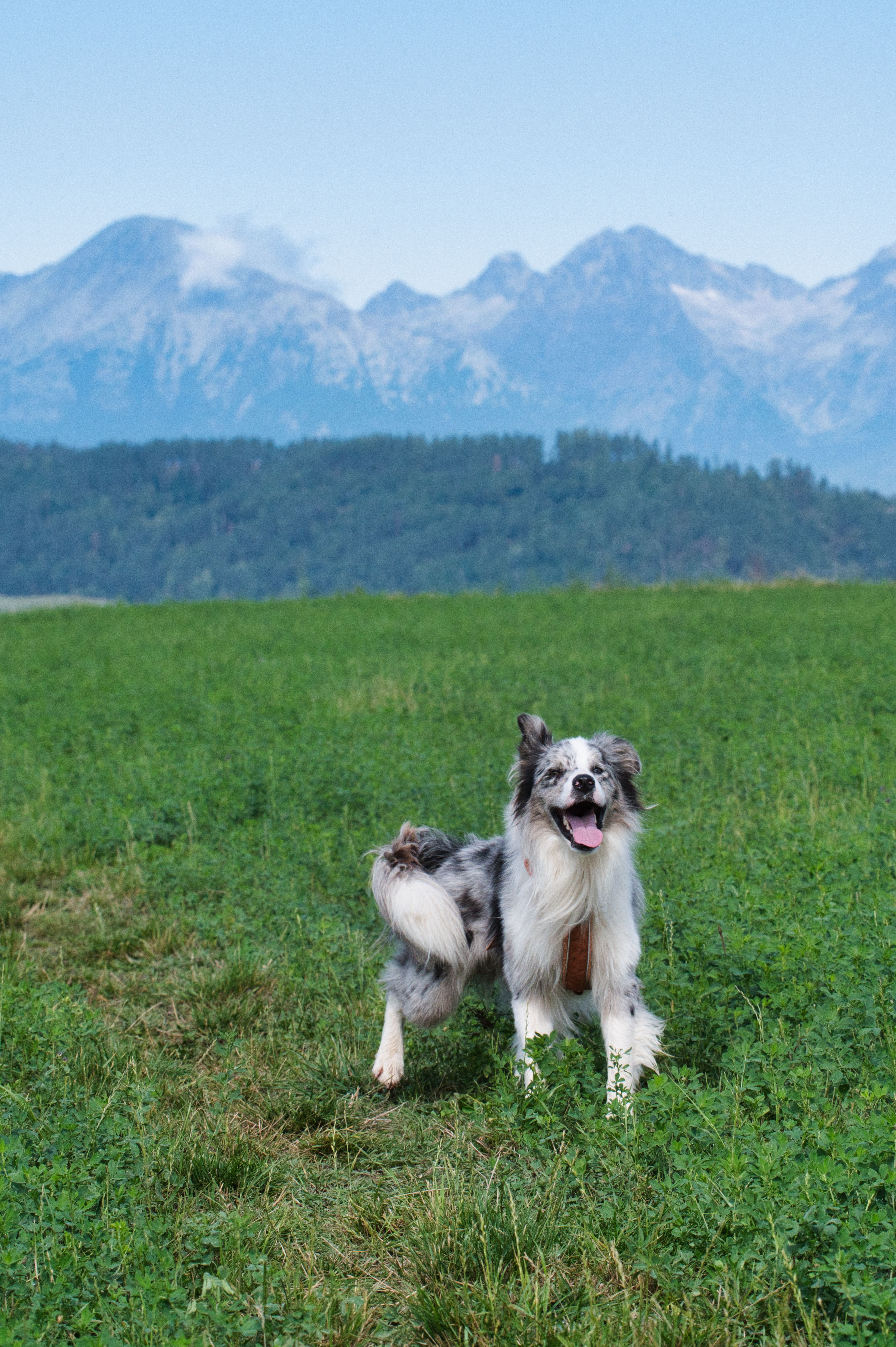 Happy Border Collie in Slovak Landscape · Free Stock Photo