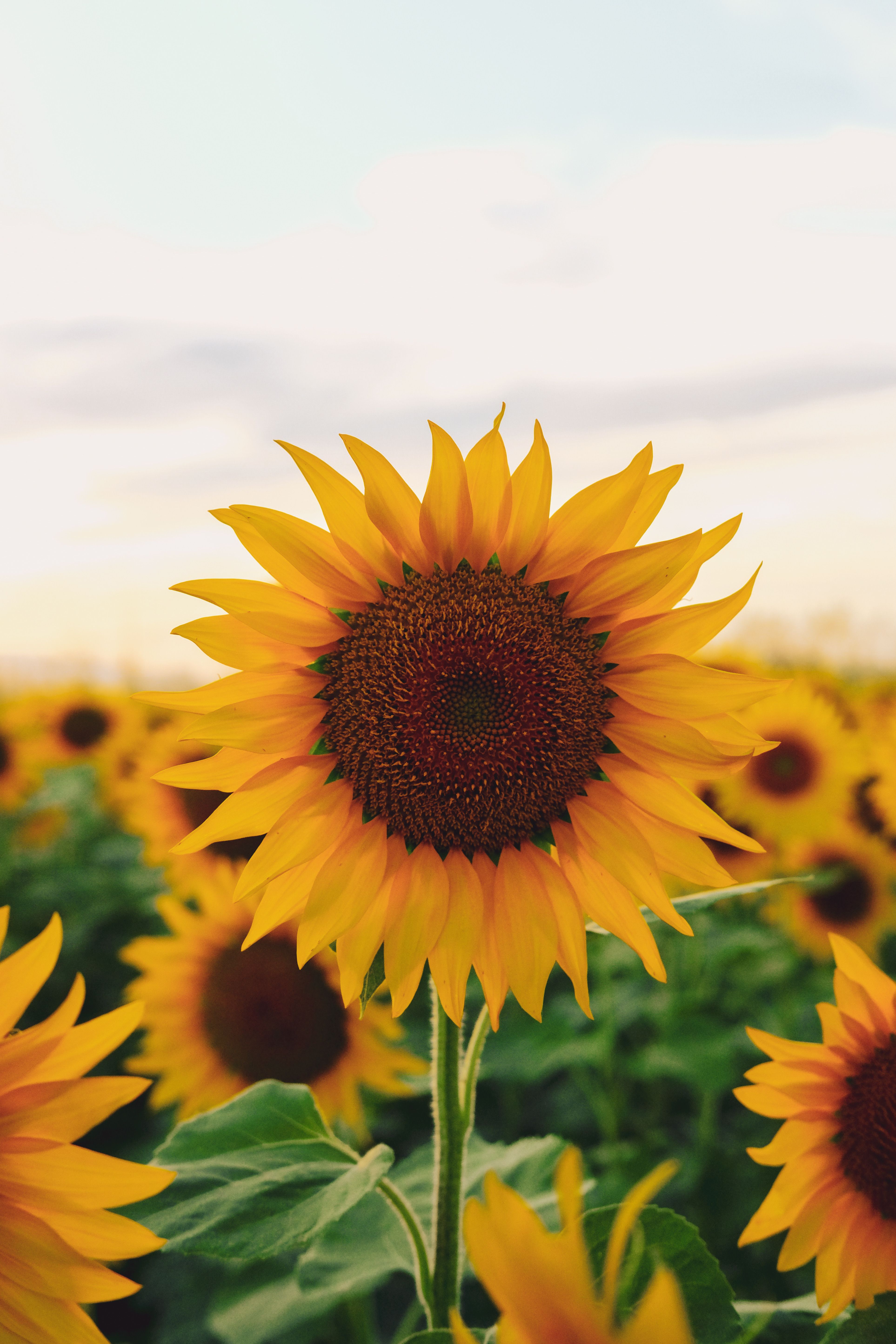 Photo of Sunflower · Free Stock Photo