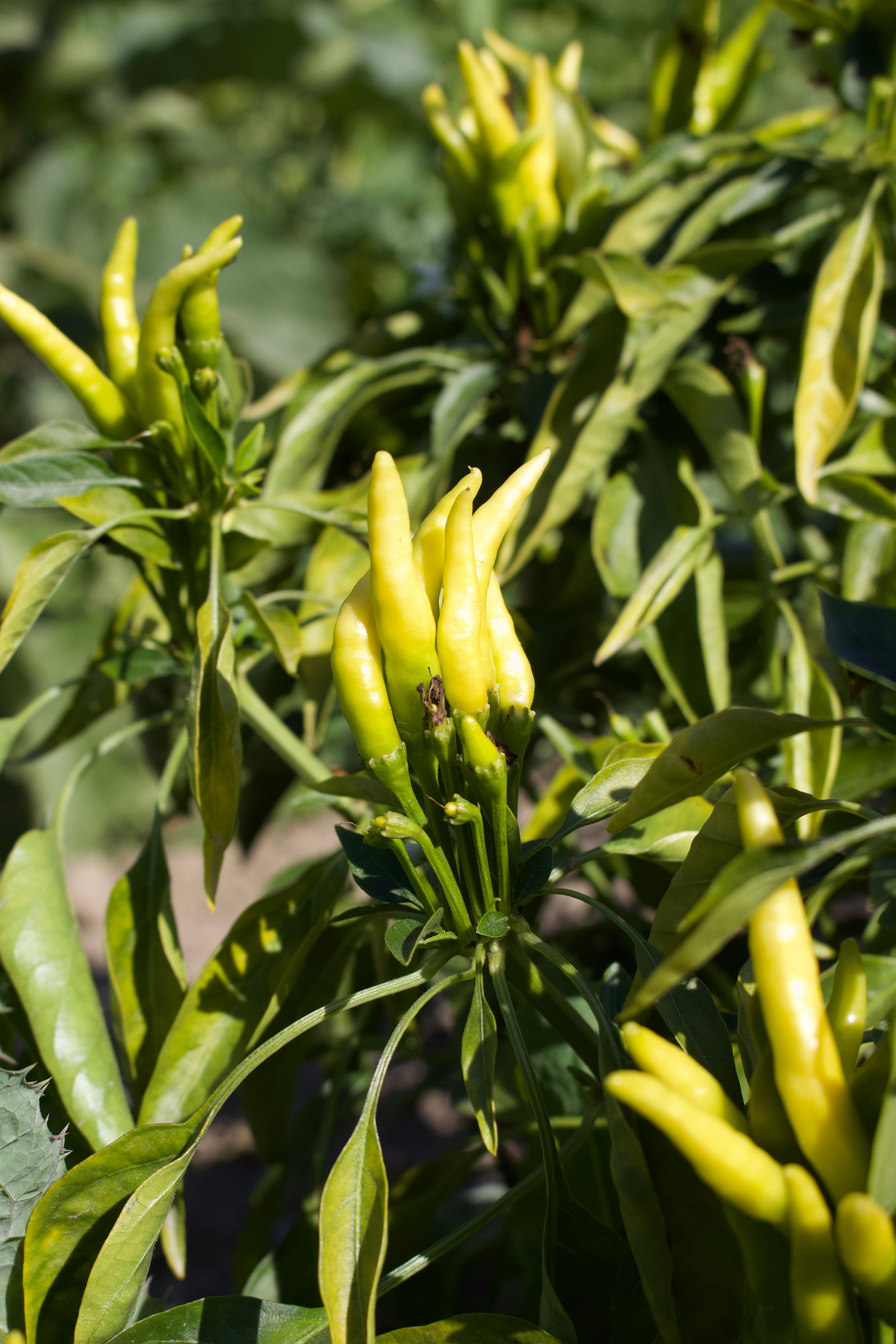 Close-up of Yellow Peppers in Sunlit Garden · Free Stock Photo