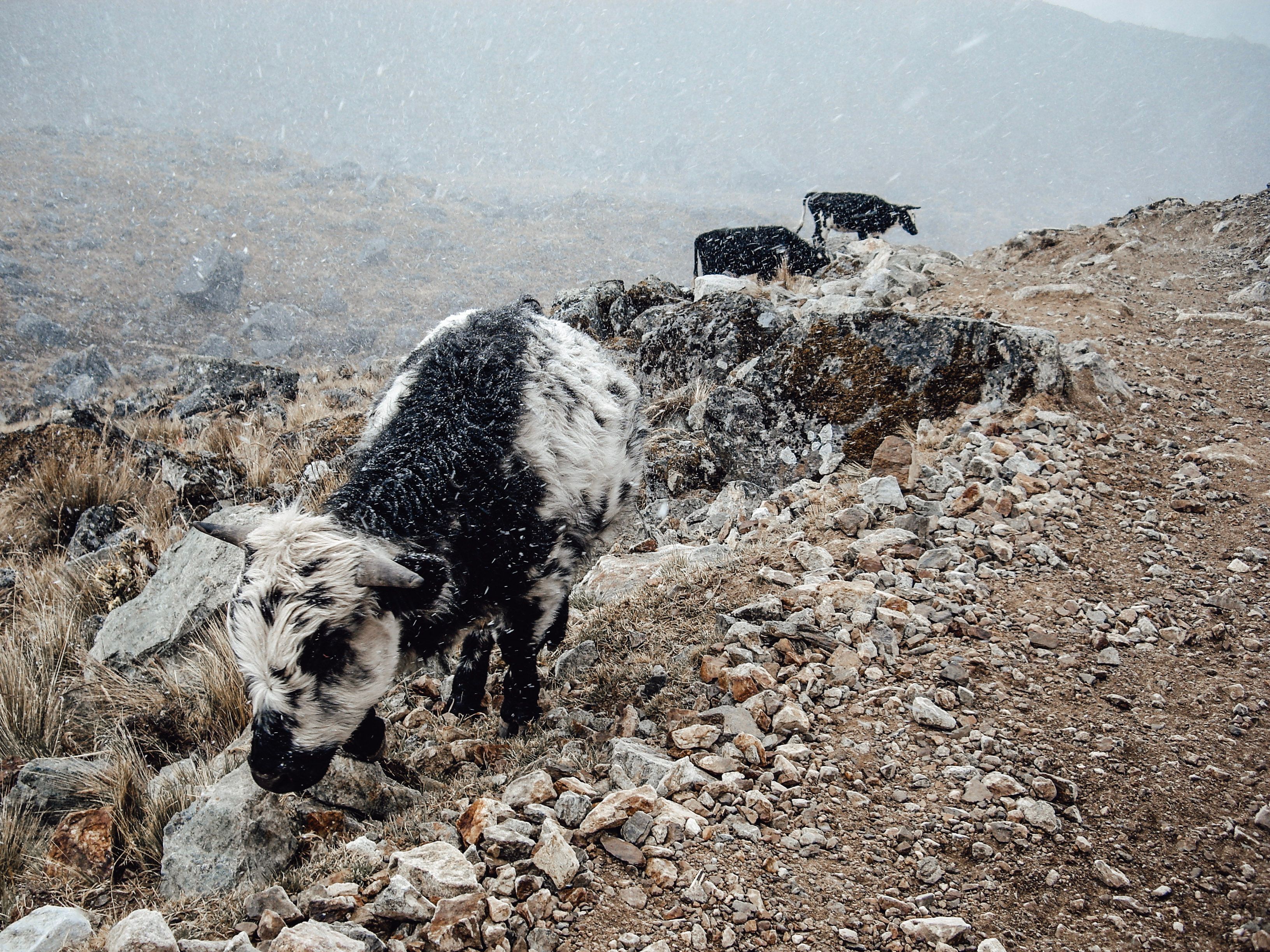 Cows Grazing in Snowy Andes Landscape · Free Stock Photo