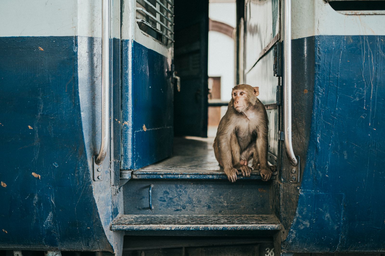 Dressed Monkey Photos, Download The BEST Free Dressed Monkey Stock ...