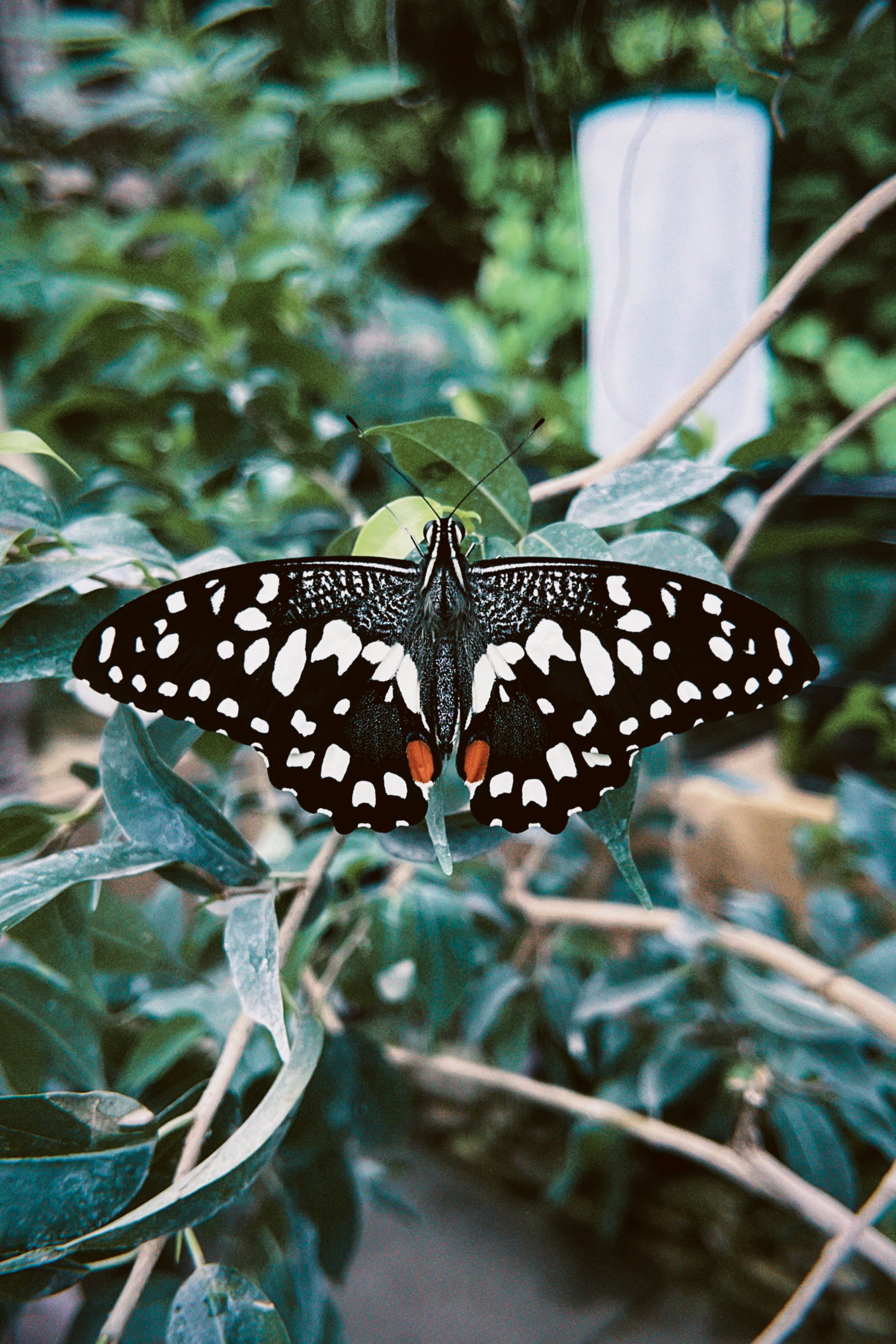 Ornate Butterfly Photos, Download The BEST Free Ornate Butterfly Stock ...