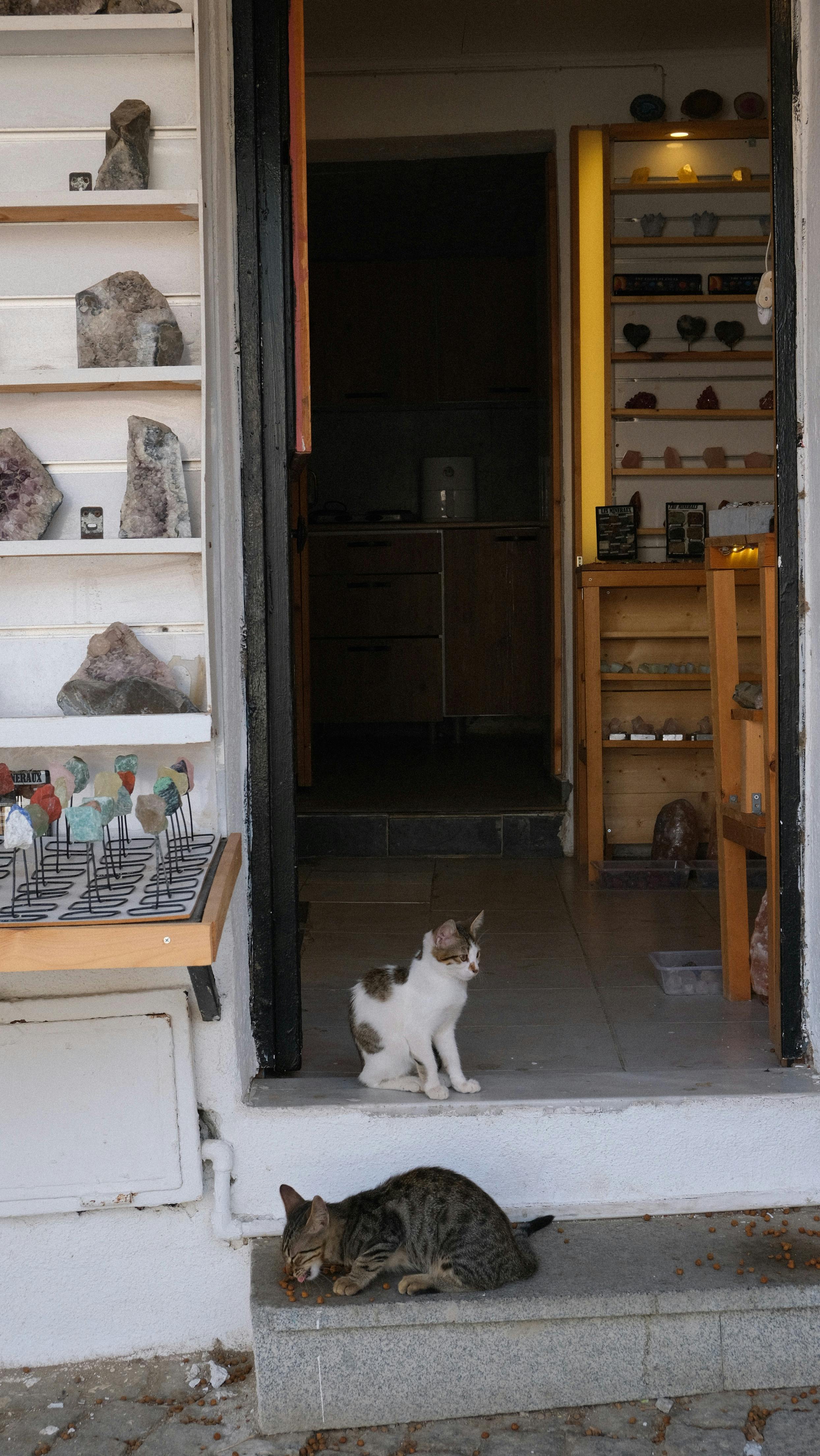 Sigma Cats Photos, Download The BEST Free Sigma Cats Stock Photos & HD ...