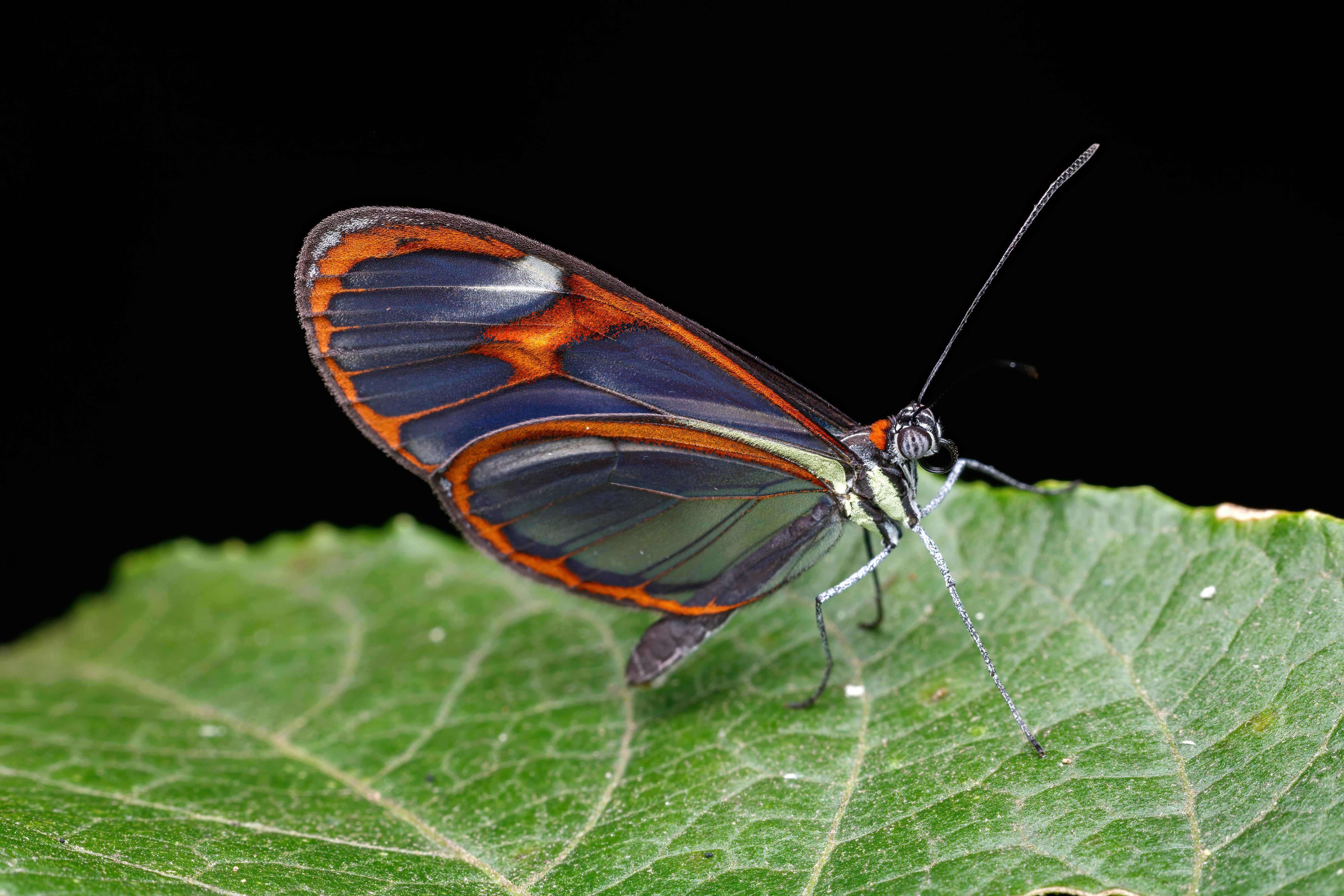 Capal Photo Photos, Download The BEST Free Capal Photo Stock Photos ...