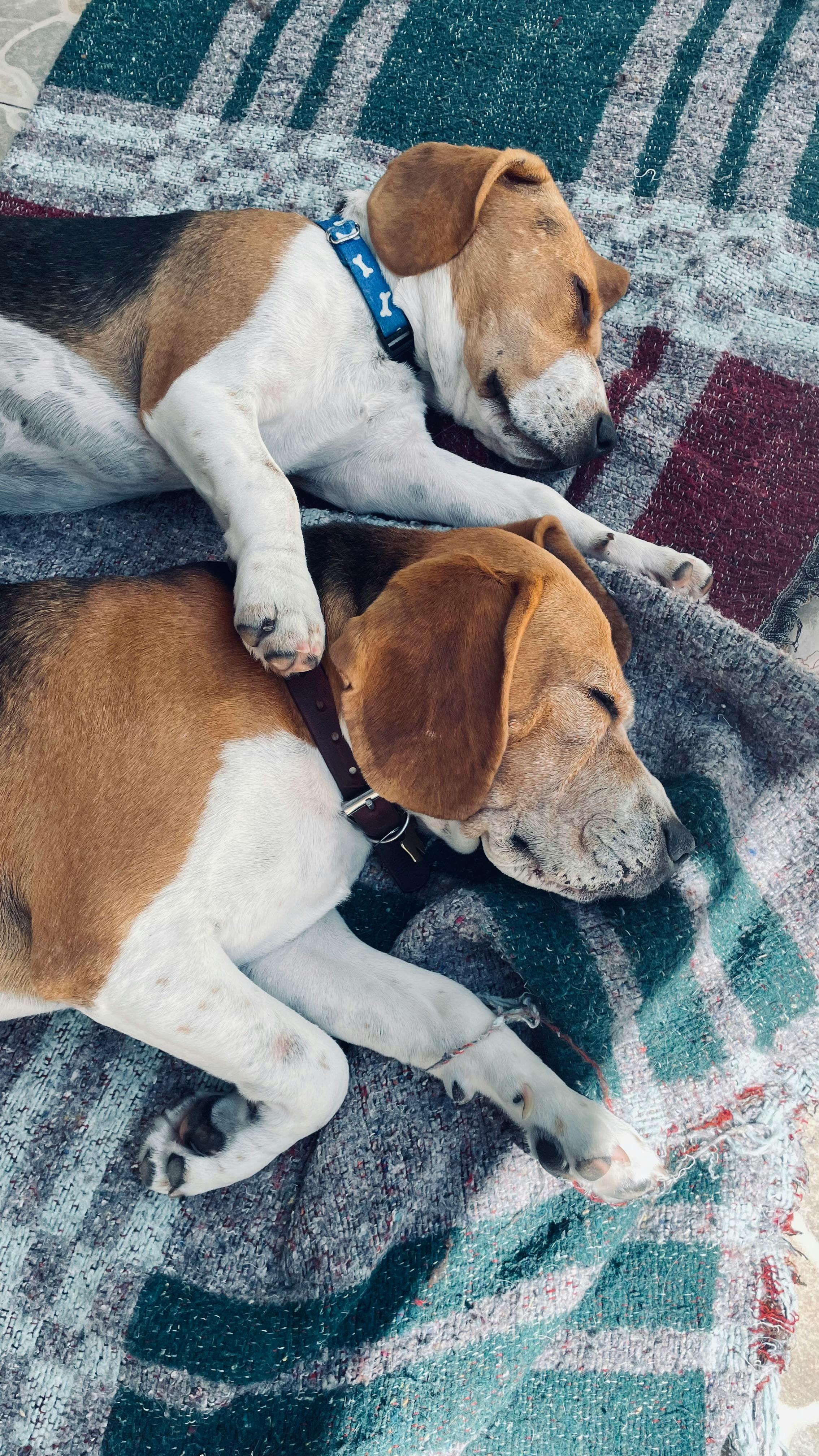 Duo Photos, Download The BEST Free Duo Stock Photos & HD Images