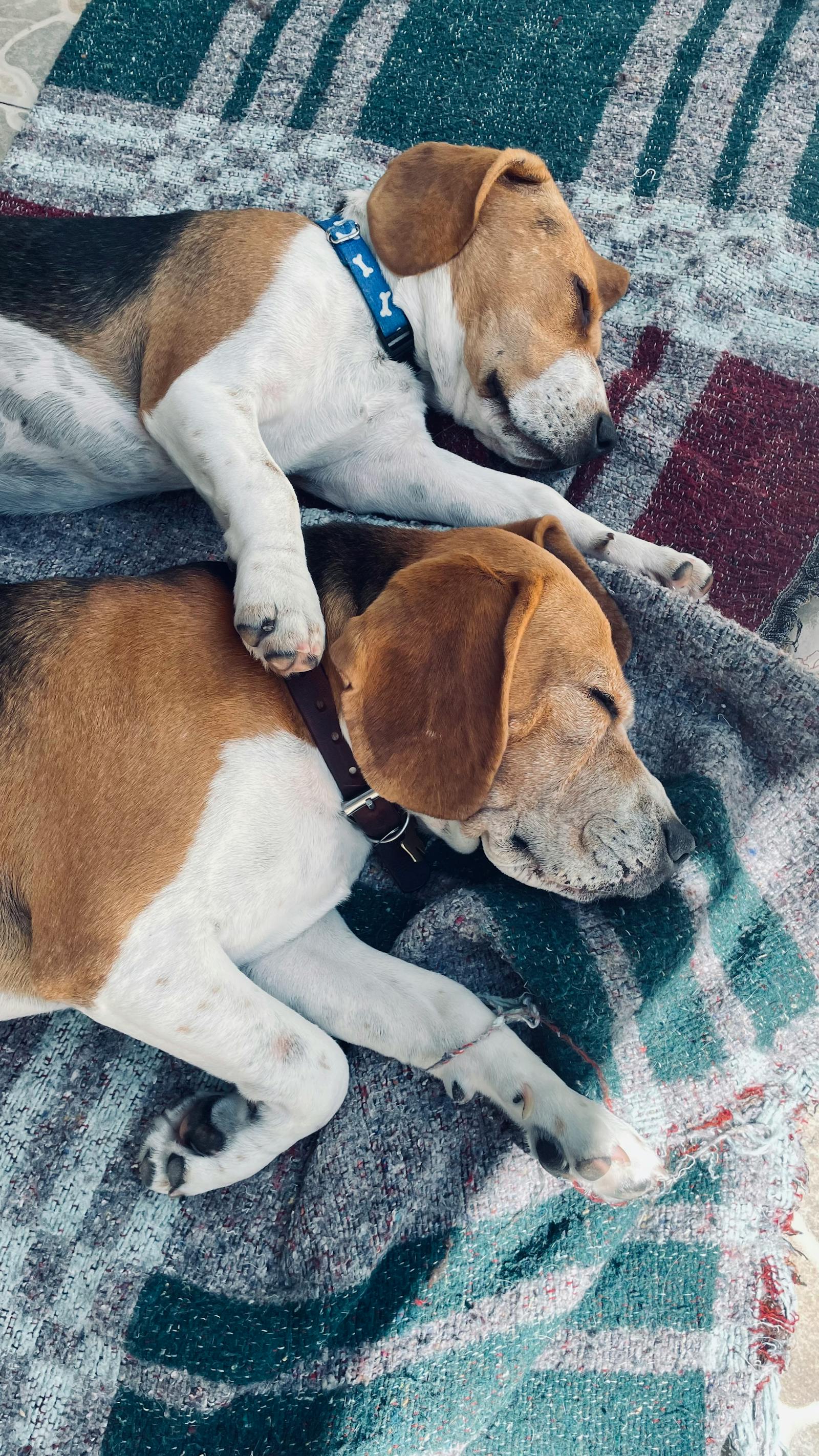 Beagle Photos, Download The BEST Free Beagle Stock Photos & HD Images