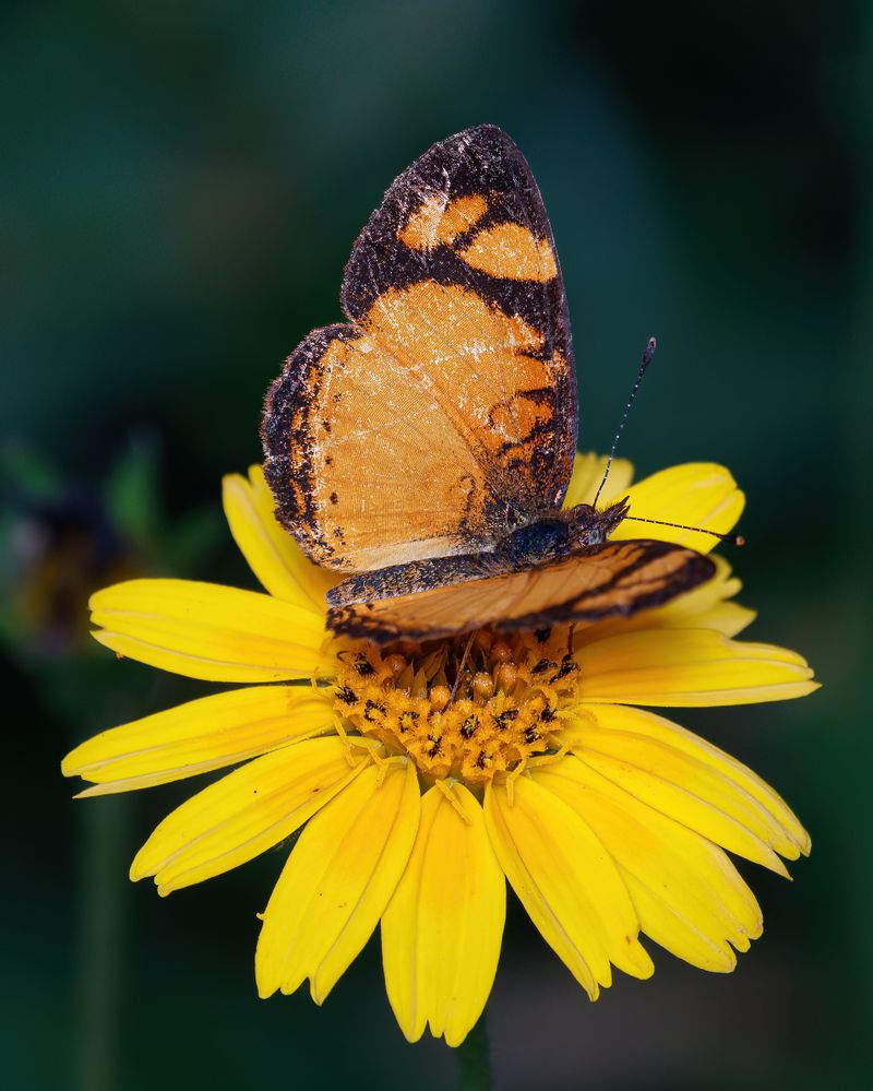 Butterflies Nature Photos, Download The BEST Free Butterflies Nature ...