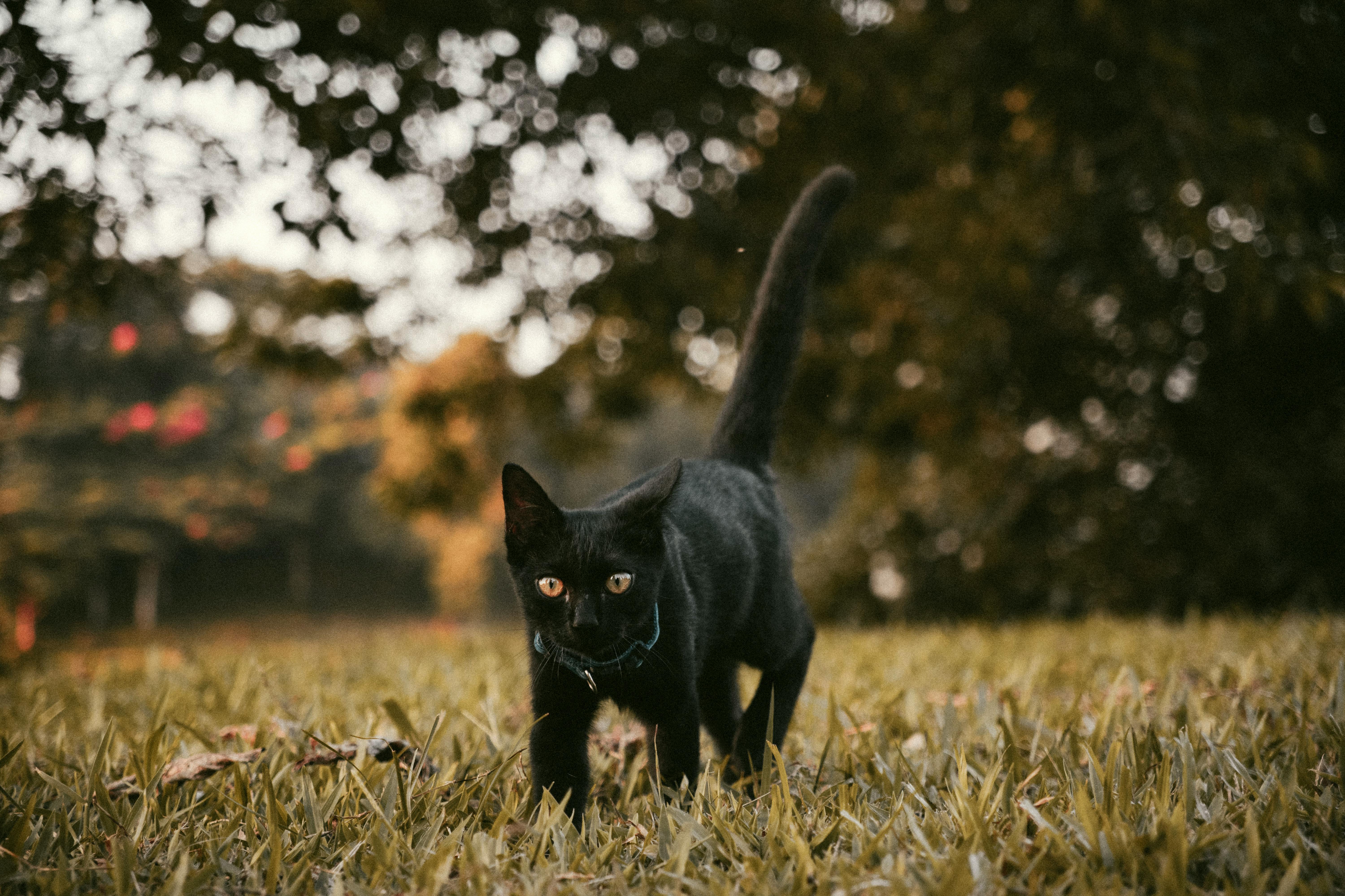 Cat Reaction Photos, Download The BEST Free Cat Reaction Stock Photos ...