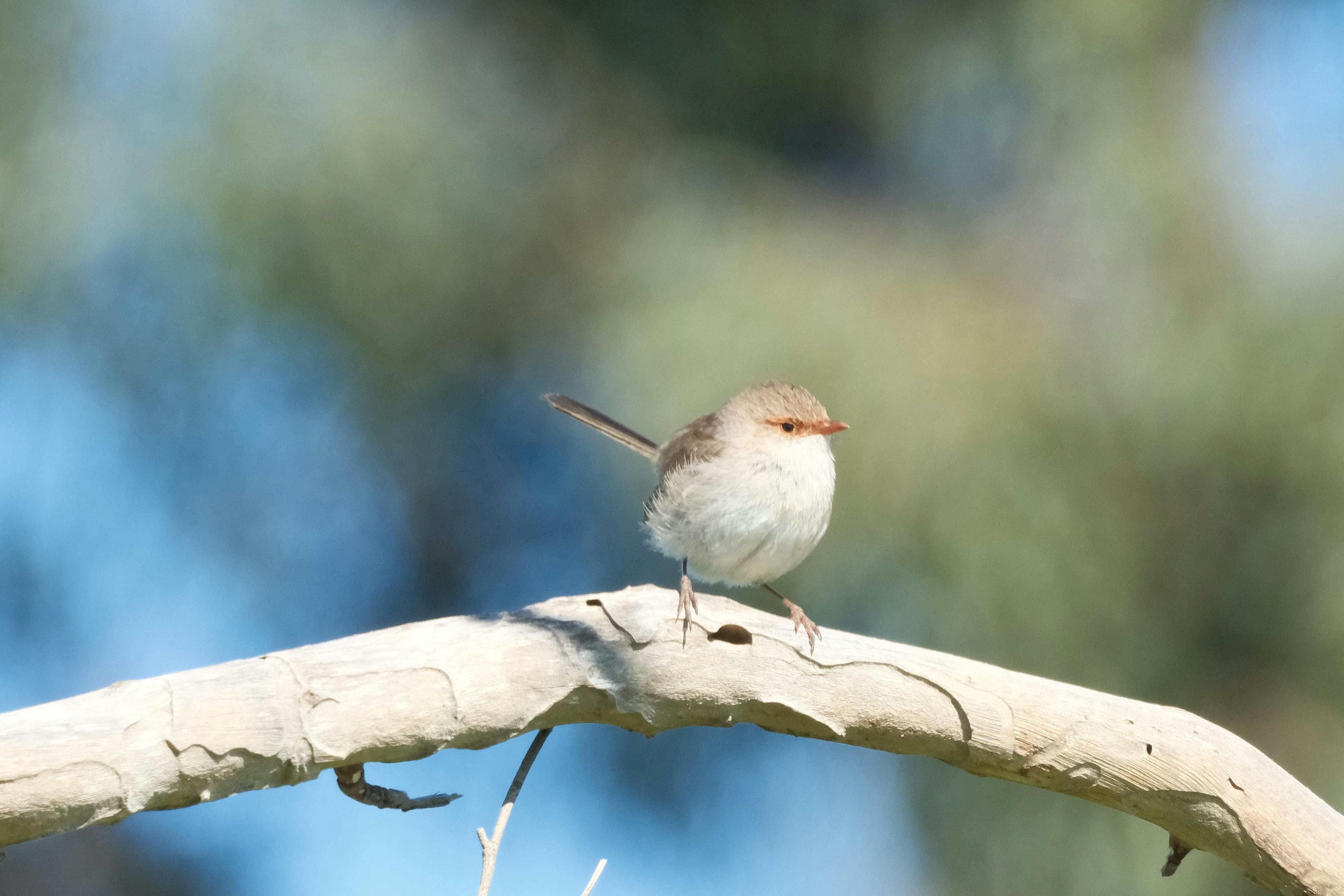 Tiny Demon Photos, Download The BEST Free Tiny Demon Stock Photos & HD ...