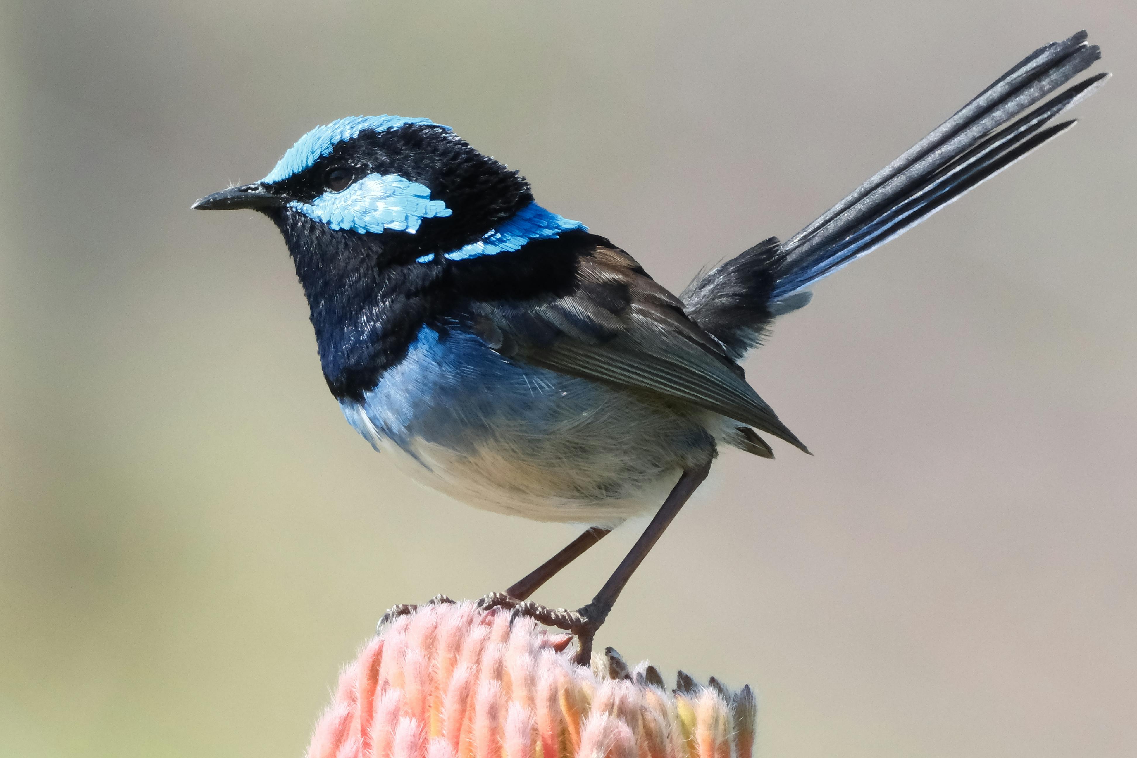 Neelkanth Bird Photos, Download The BEST Free Neelkanth Bird Stock ...