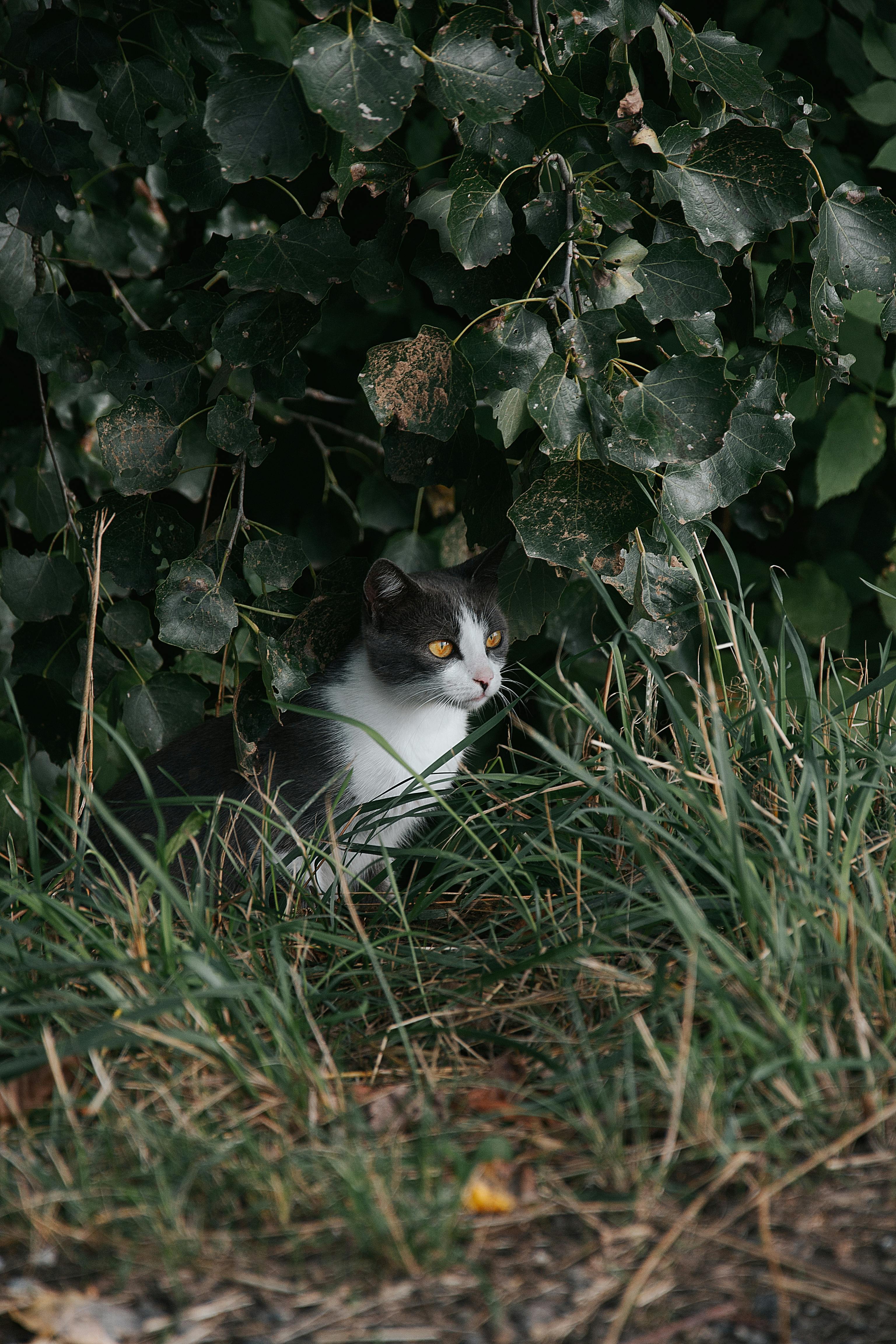 Cat With Gun Photos, Download The BEST Free Cat With Gun Stock Photos ...