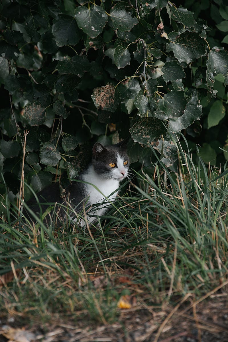 Cat With Gun Photos, Download The BEST Free Cat With Gun Stock Photos ...