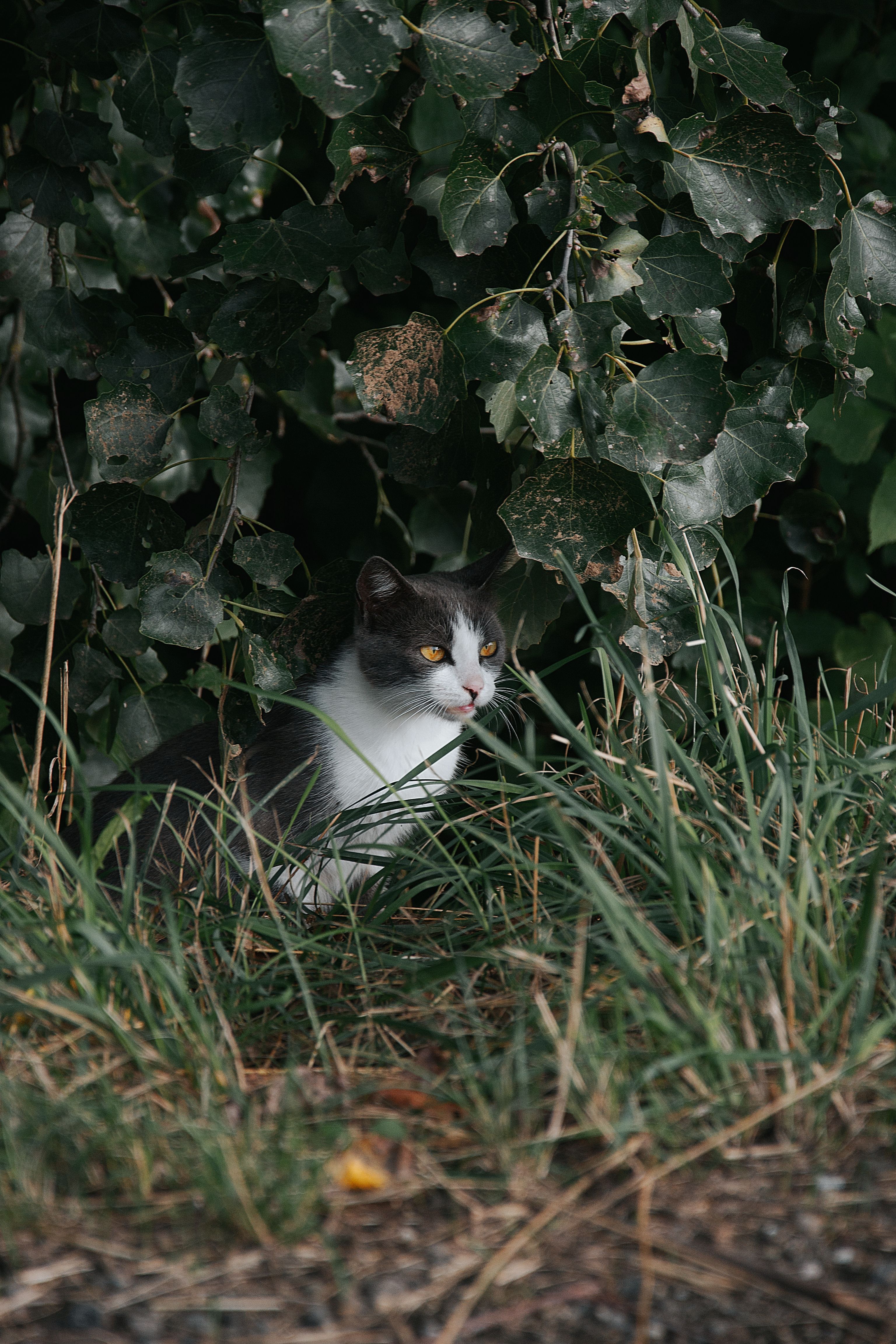 Tuesday+Cat Photos, Download The BEST Free Tuesday+Cat Stock Photos ...