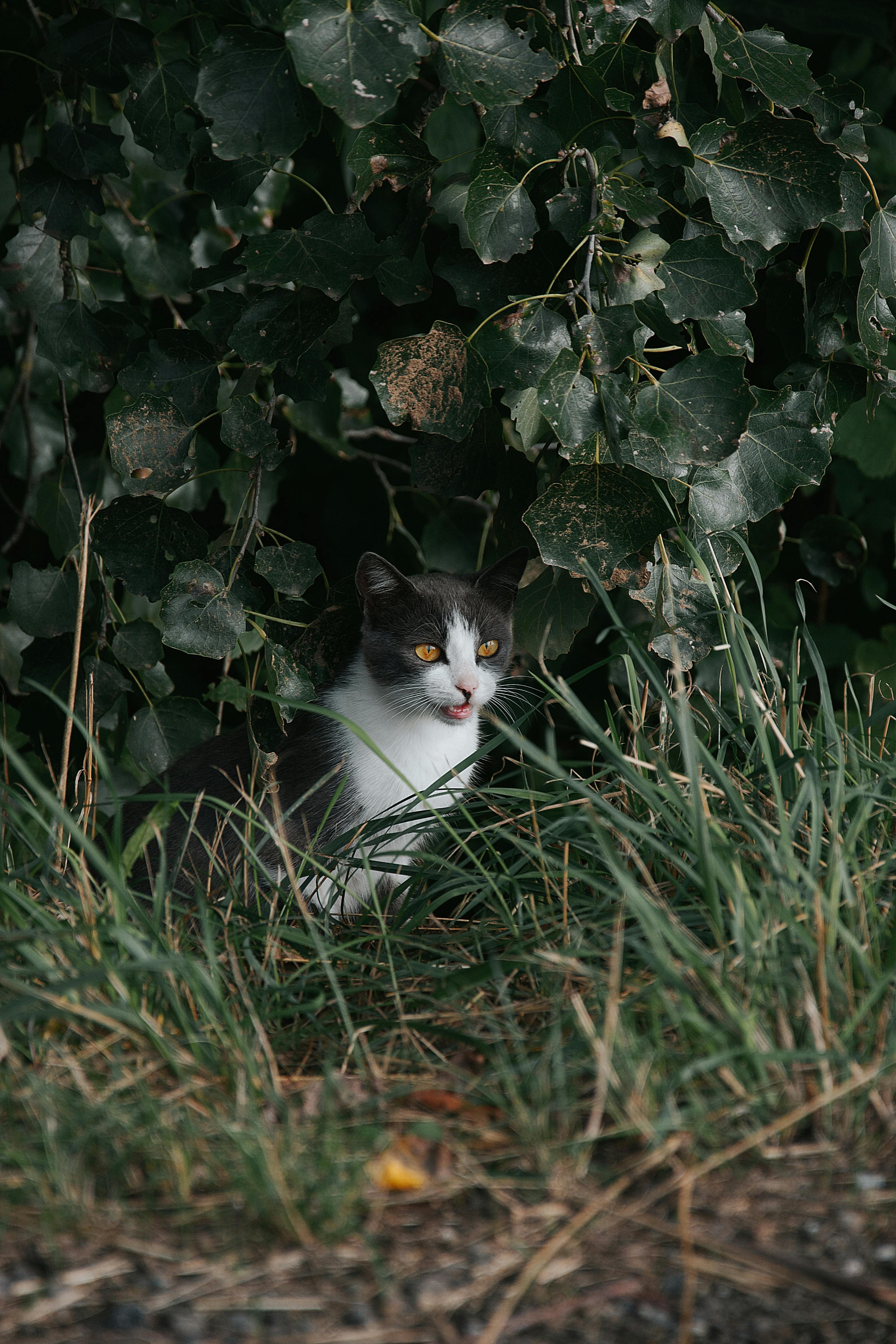 Cat With Gun Photos, Download The BEST Free Cat With Gun Stock Photos ...