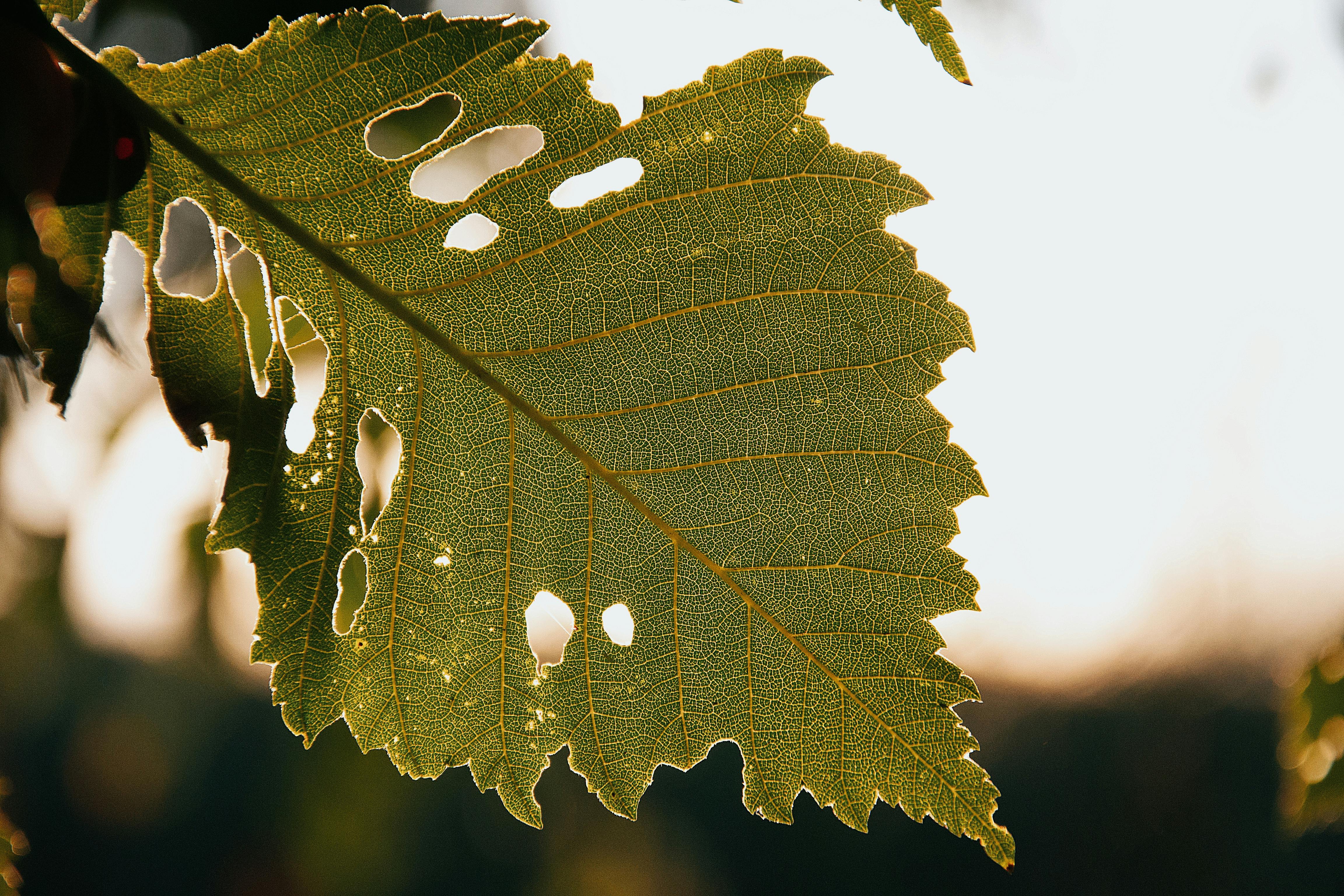 Foto de stock gratuita sobre agujeros de las hojas, belleza natural ...