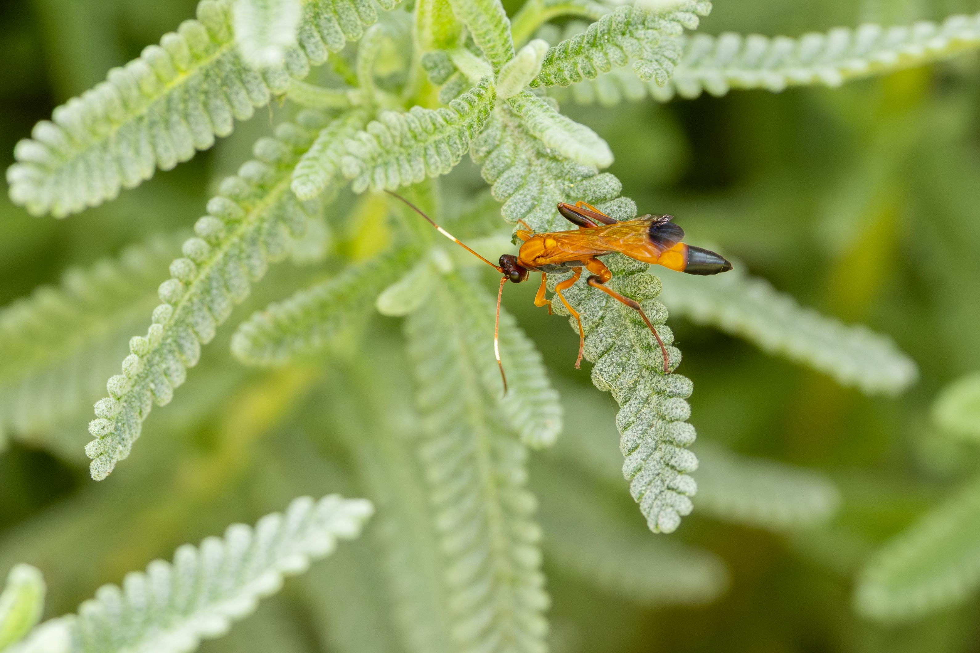 Primer Plano De Una Avispa Naranja Sobre Follaje Verde · Foto de stock ...