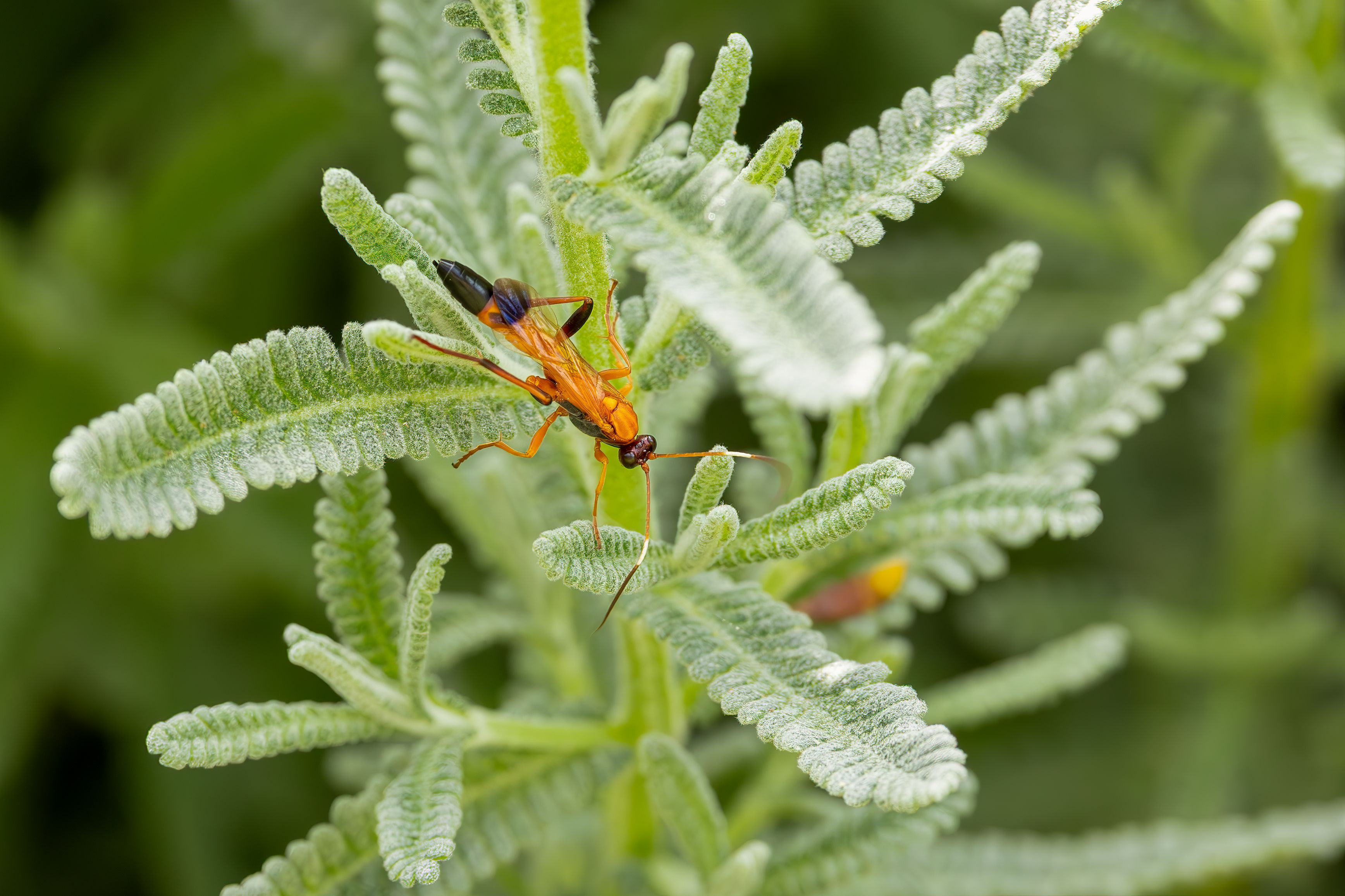 Vibrant Insect on Furry Green Fern Capture · Free Stock Photo
