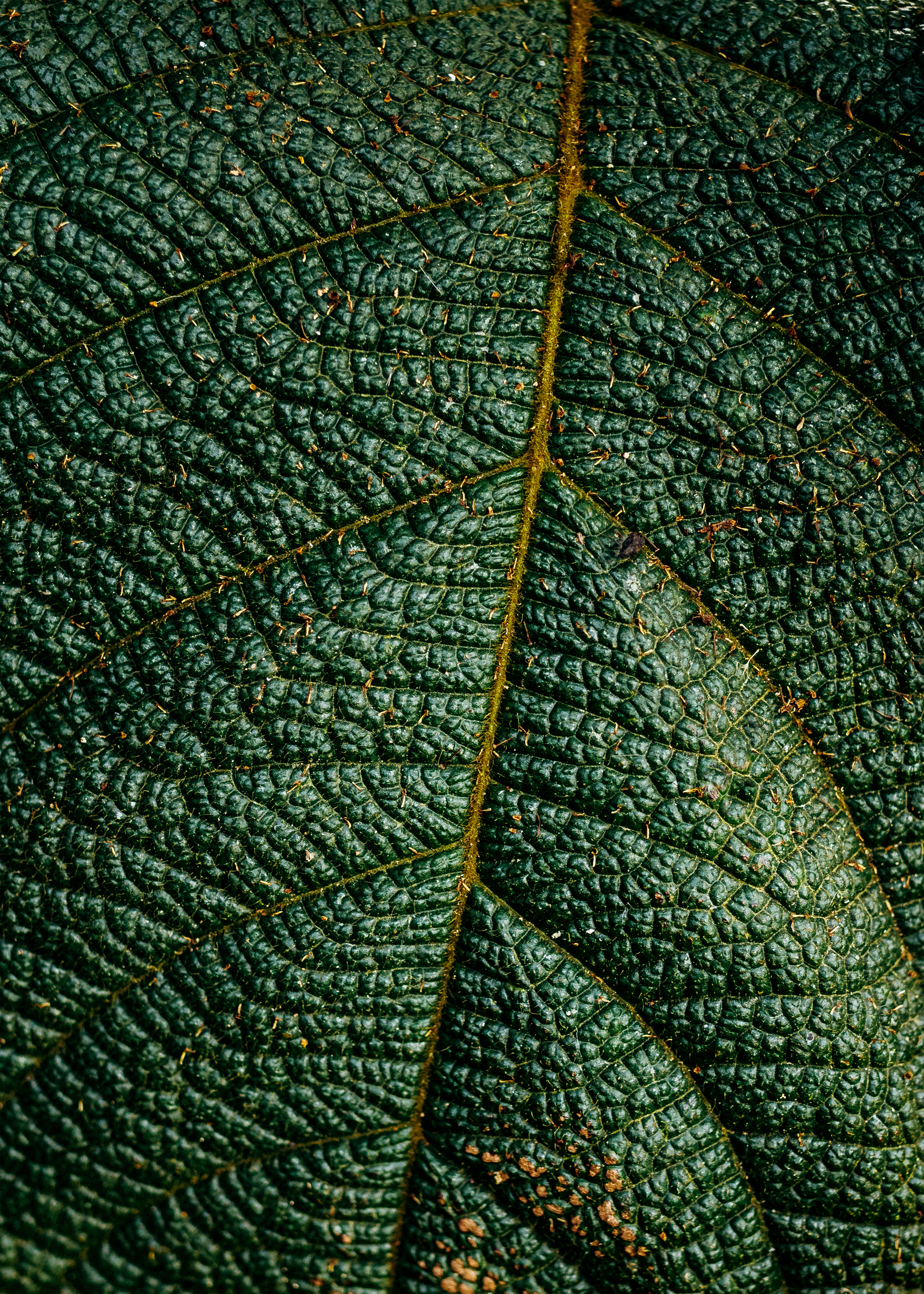 Detailed Close-Up of a Textured Green Leaf · Free Stock Photo
