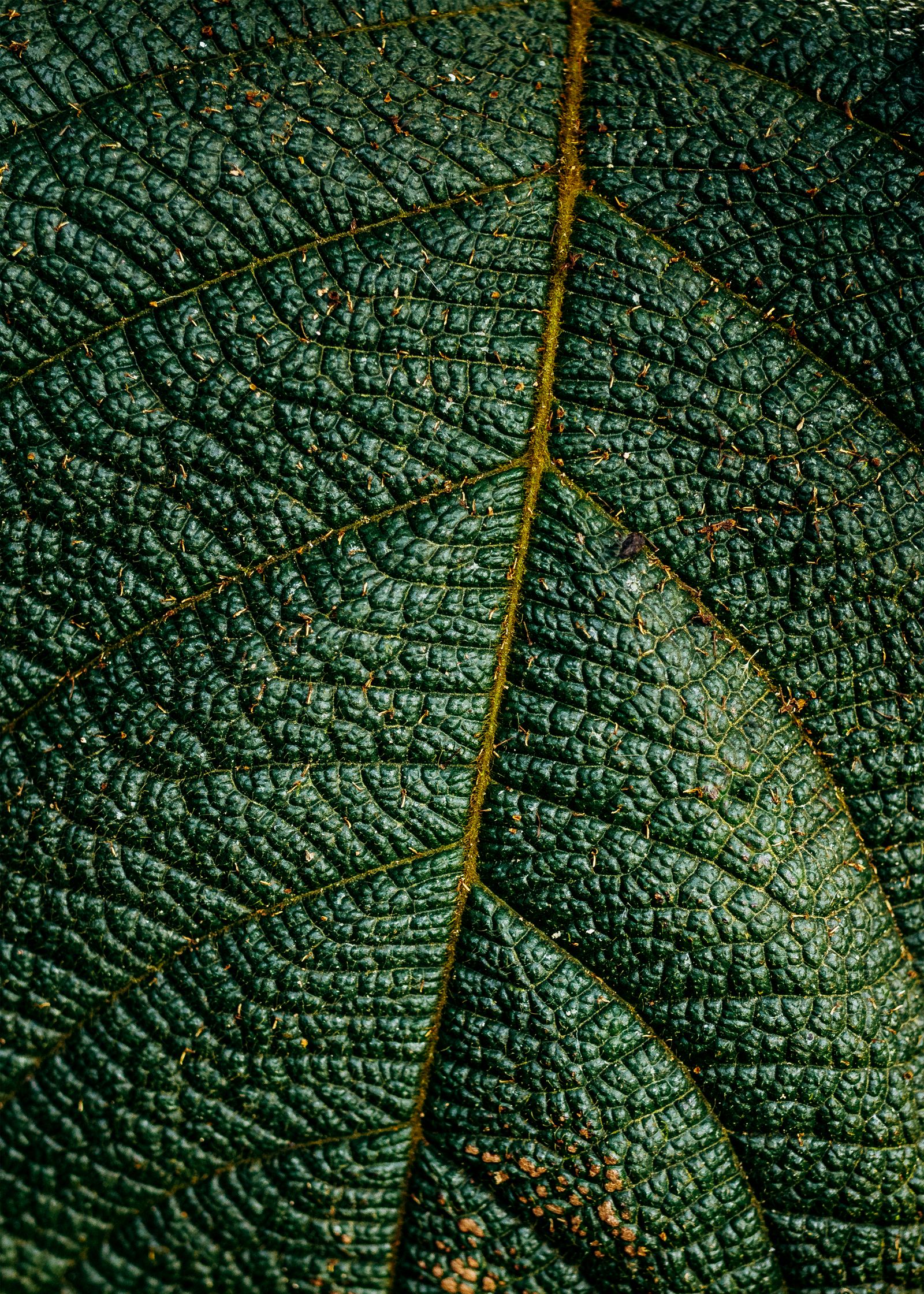 Plant Texture Photos, Download The BEST Free Plant Texture Stock Photos ...