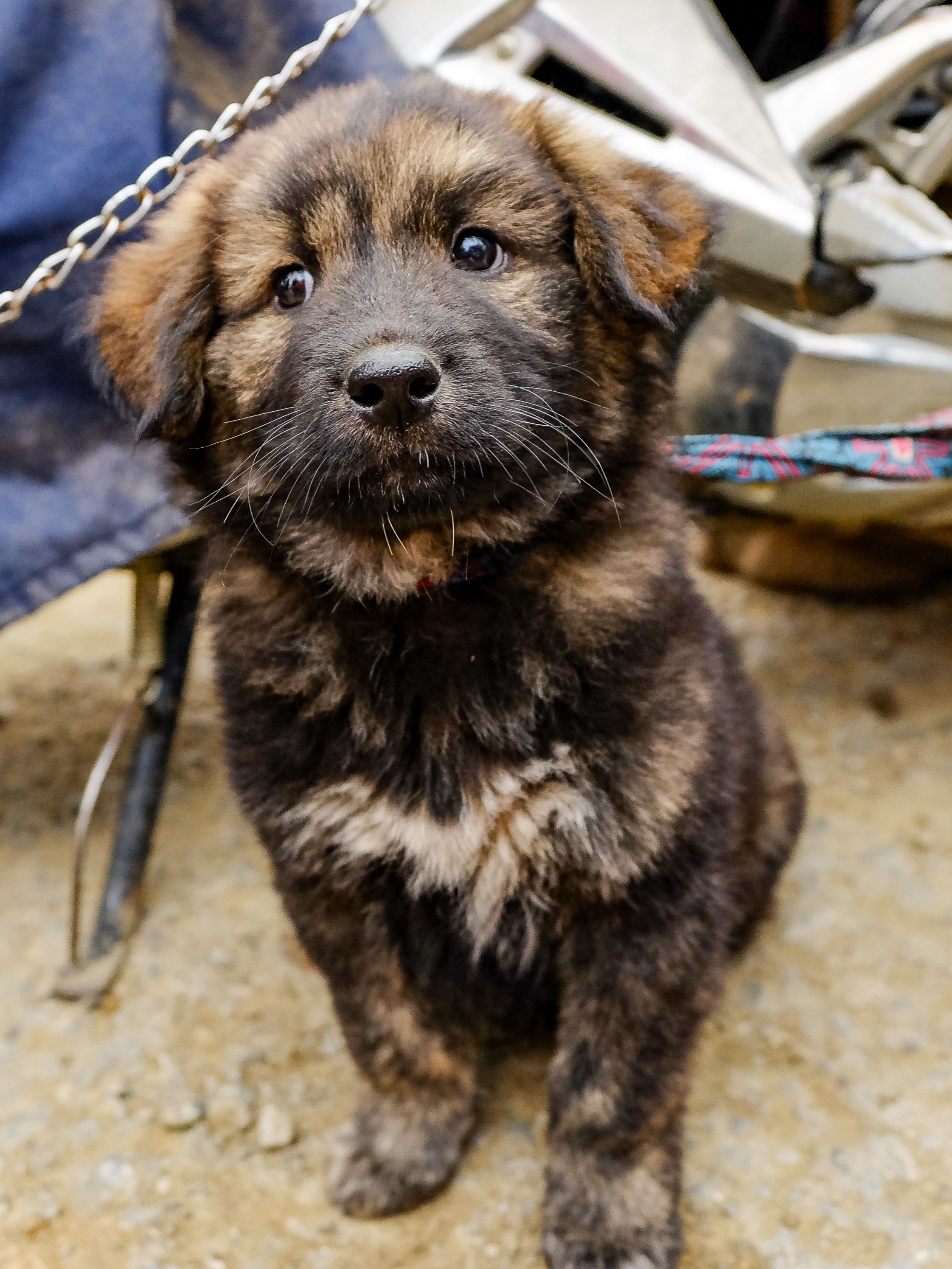 Vietnamese Puppy Photos, Download The BEST Free Vietnamese Puppy Stock ...