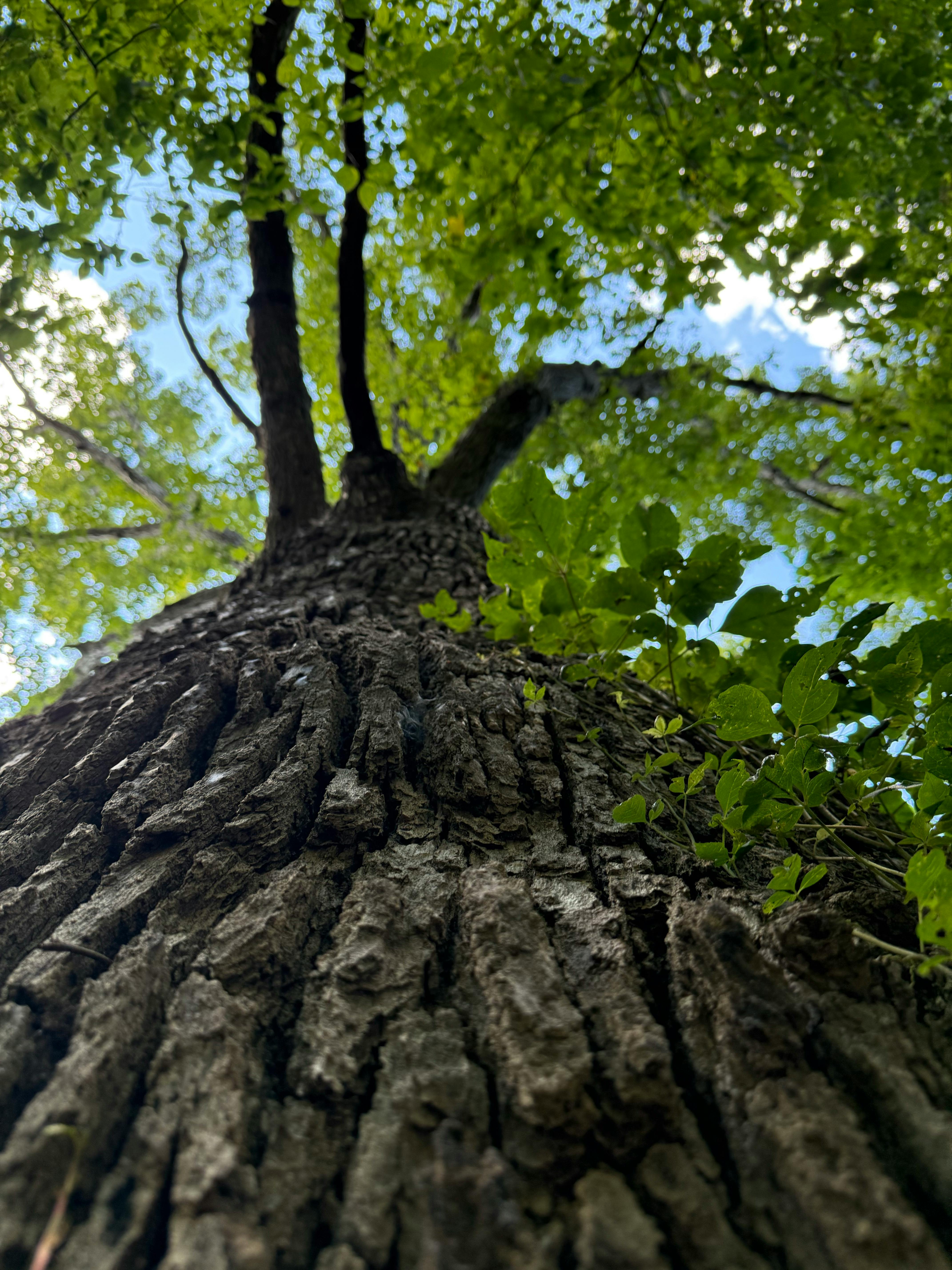 Tree With Roots And Fruit Photos, Download The BEST Free Tree With ...