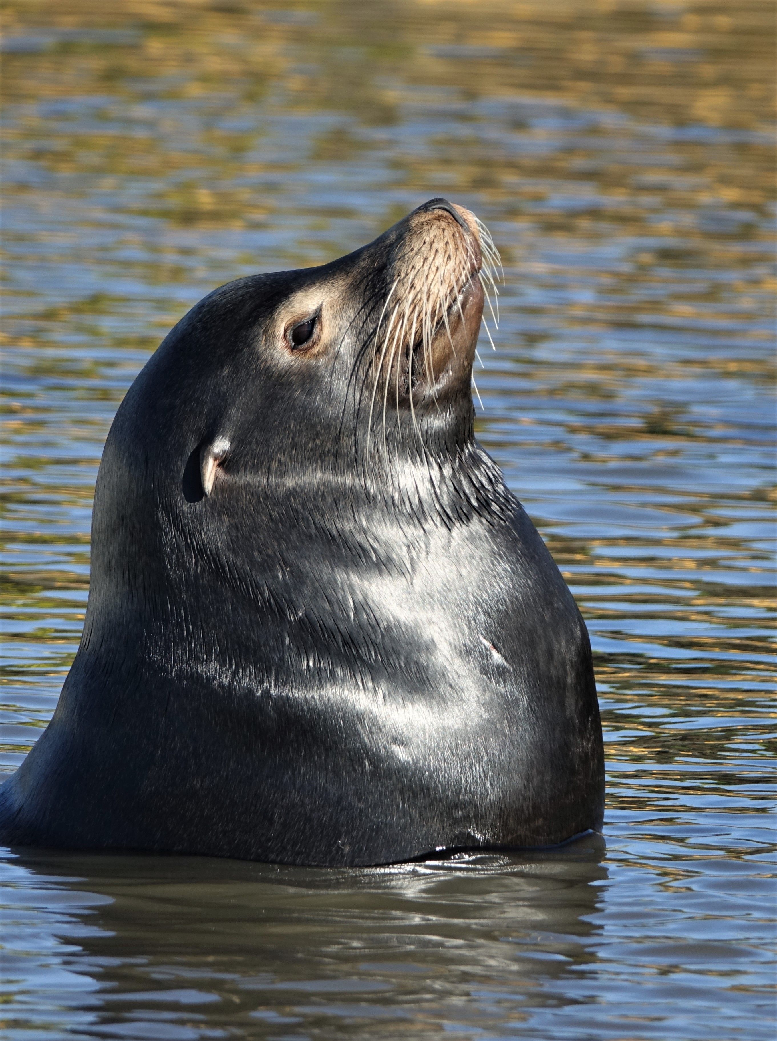 California Sea Lion Basking in Watsonville Waters · Free Stock Photo