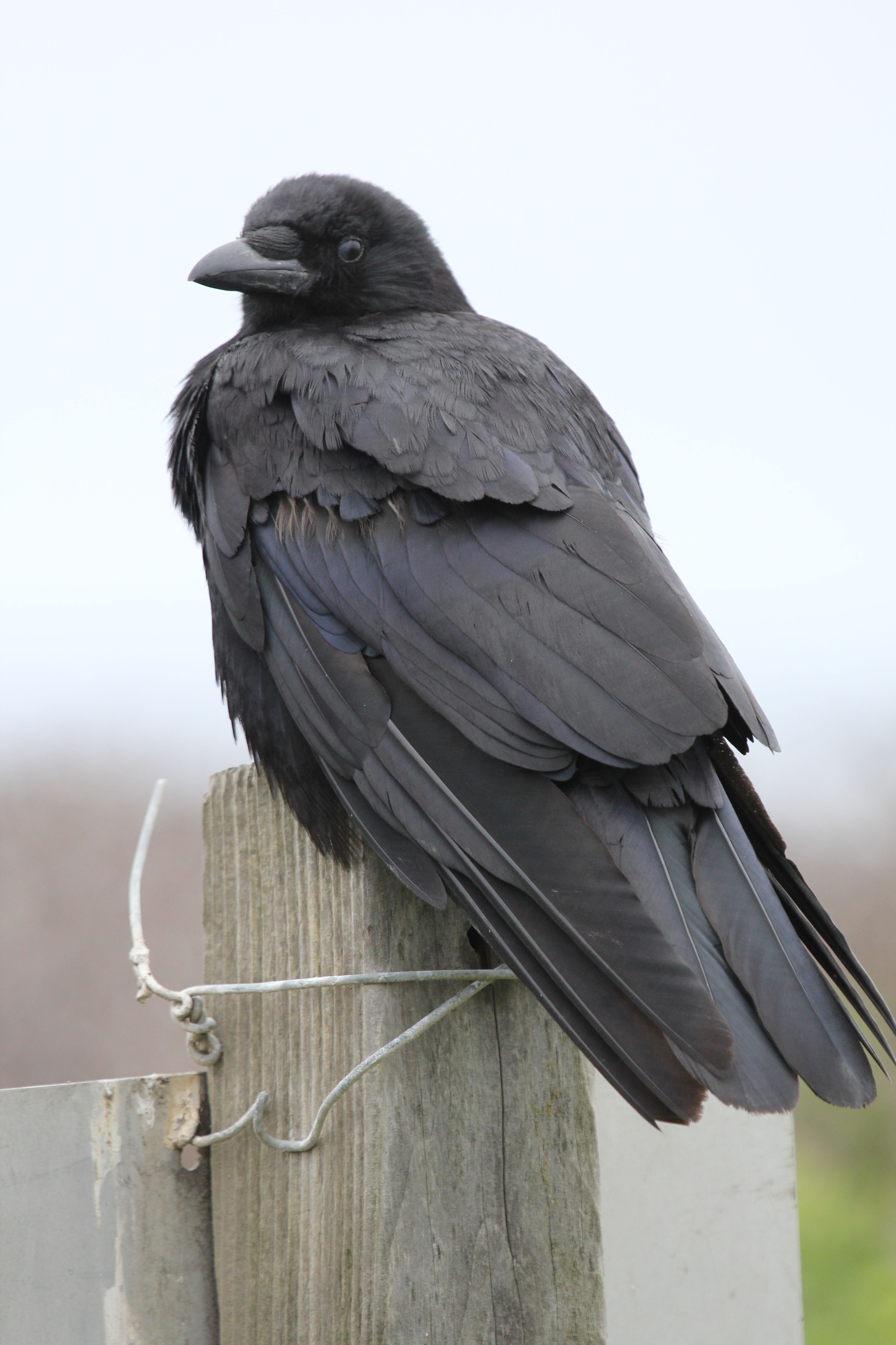 Captivating Raven Perched on a Wooden Post · Free Stock Photo
