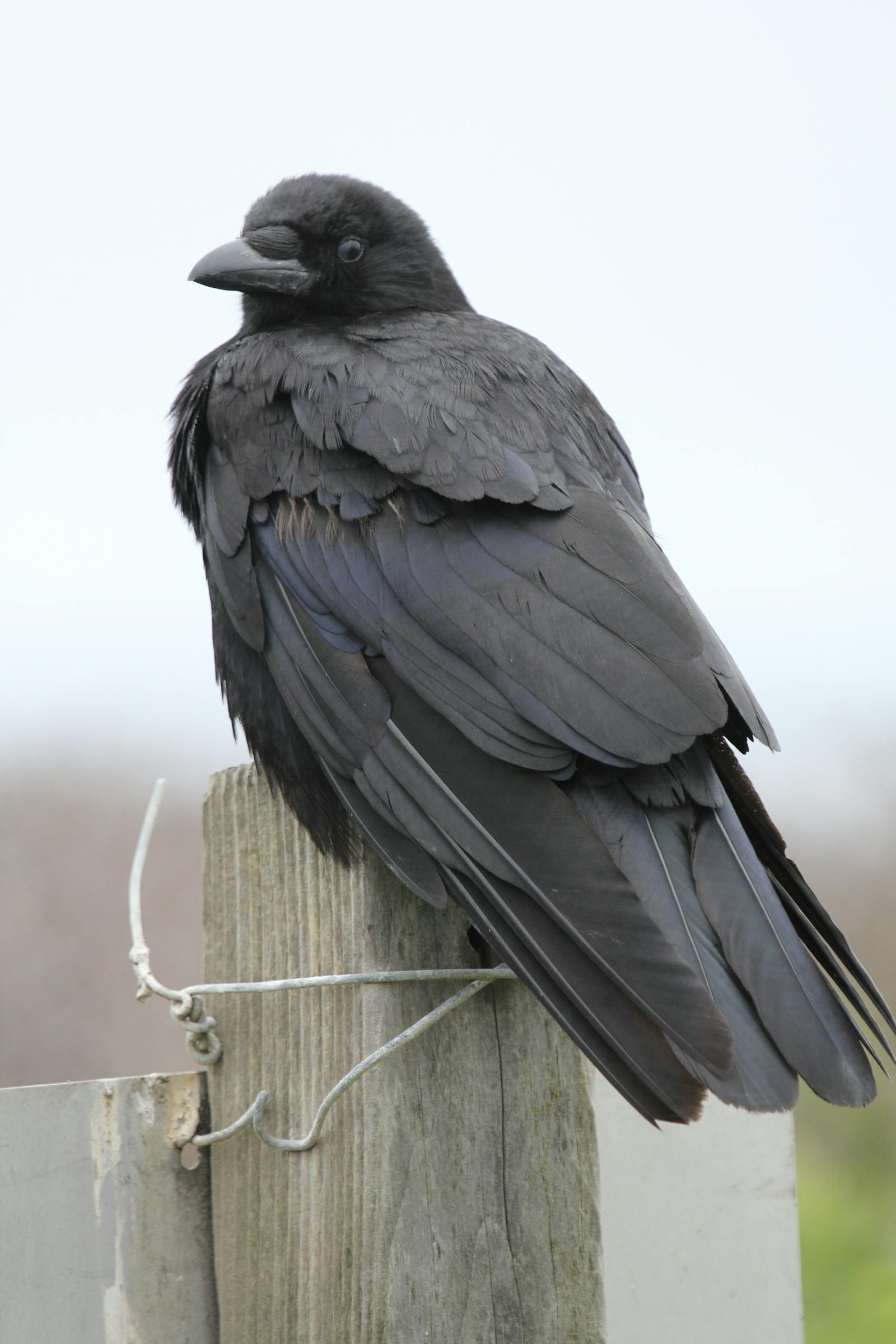 Raven Photos, Download The BEST Free Raven Stock Photos & HD Images