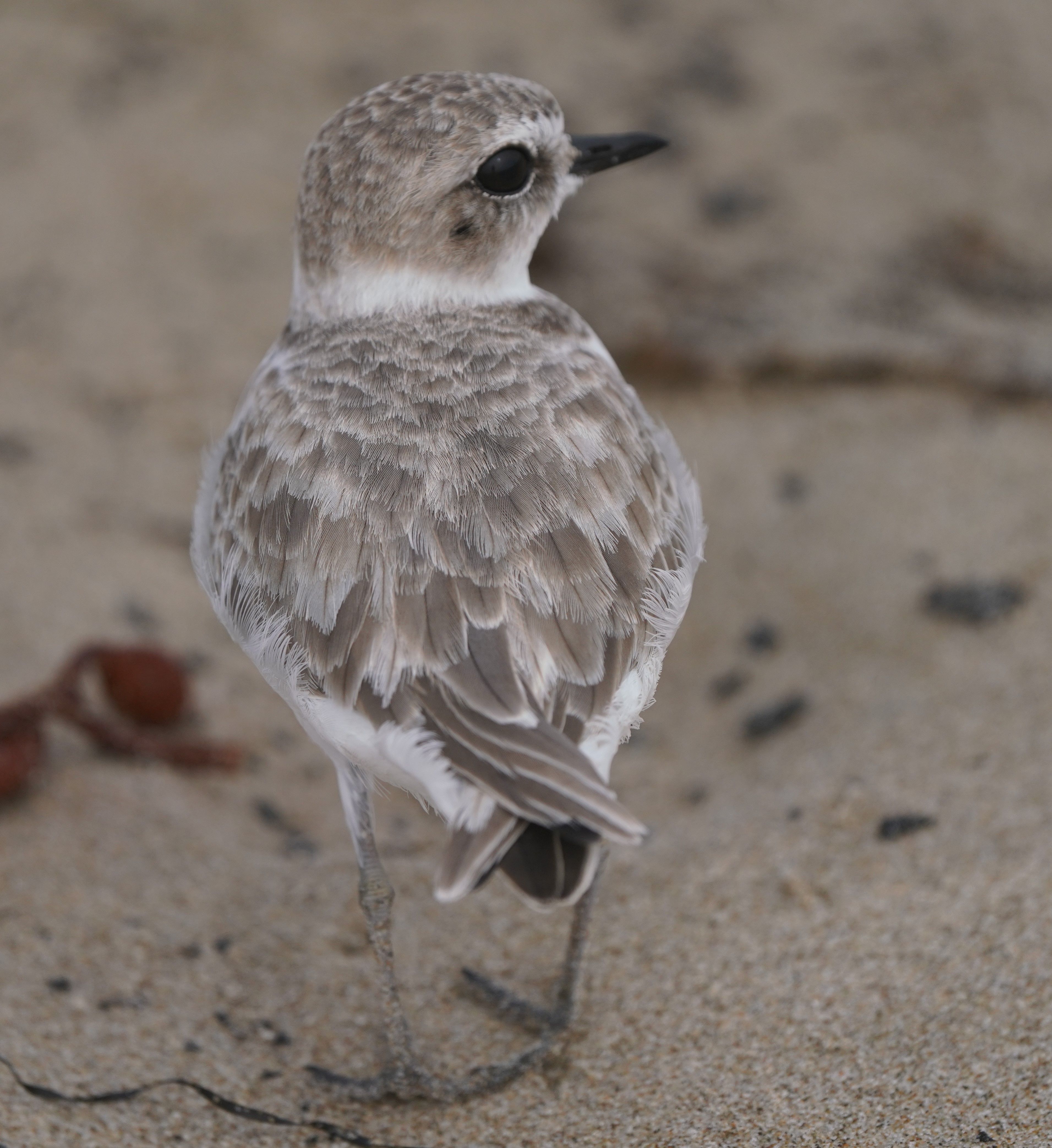 Western Snowy Plover on Isla Vista Beach · Free Stock Photo