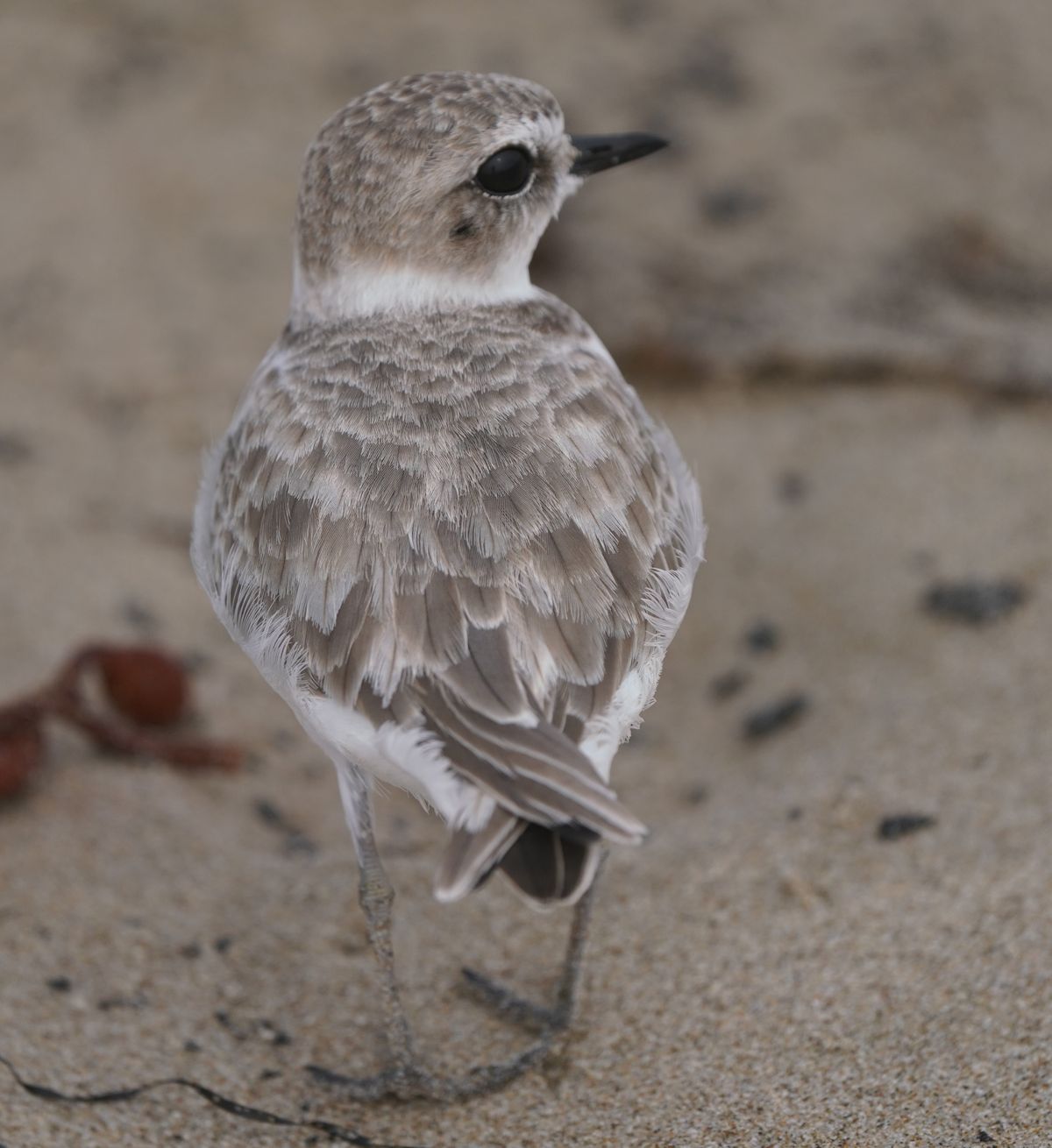 Snowy Plover Photos, Download The BEST Free Snowy Plover Stock Photos ...