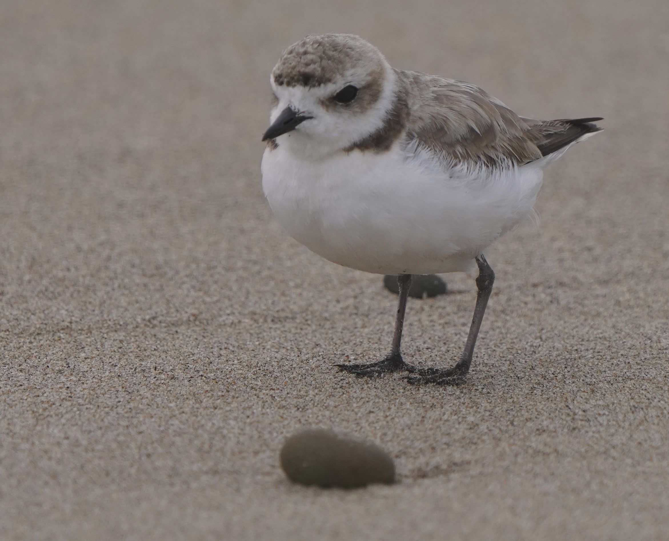 Western Snowy Plover on Isla Vista Beach · Free Stock Photo