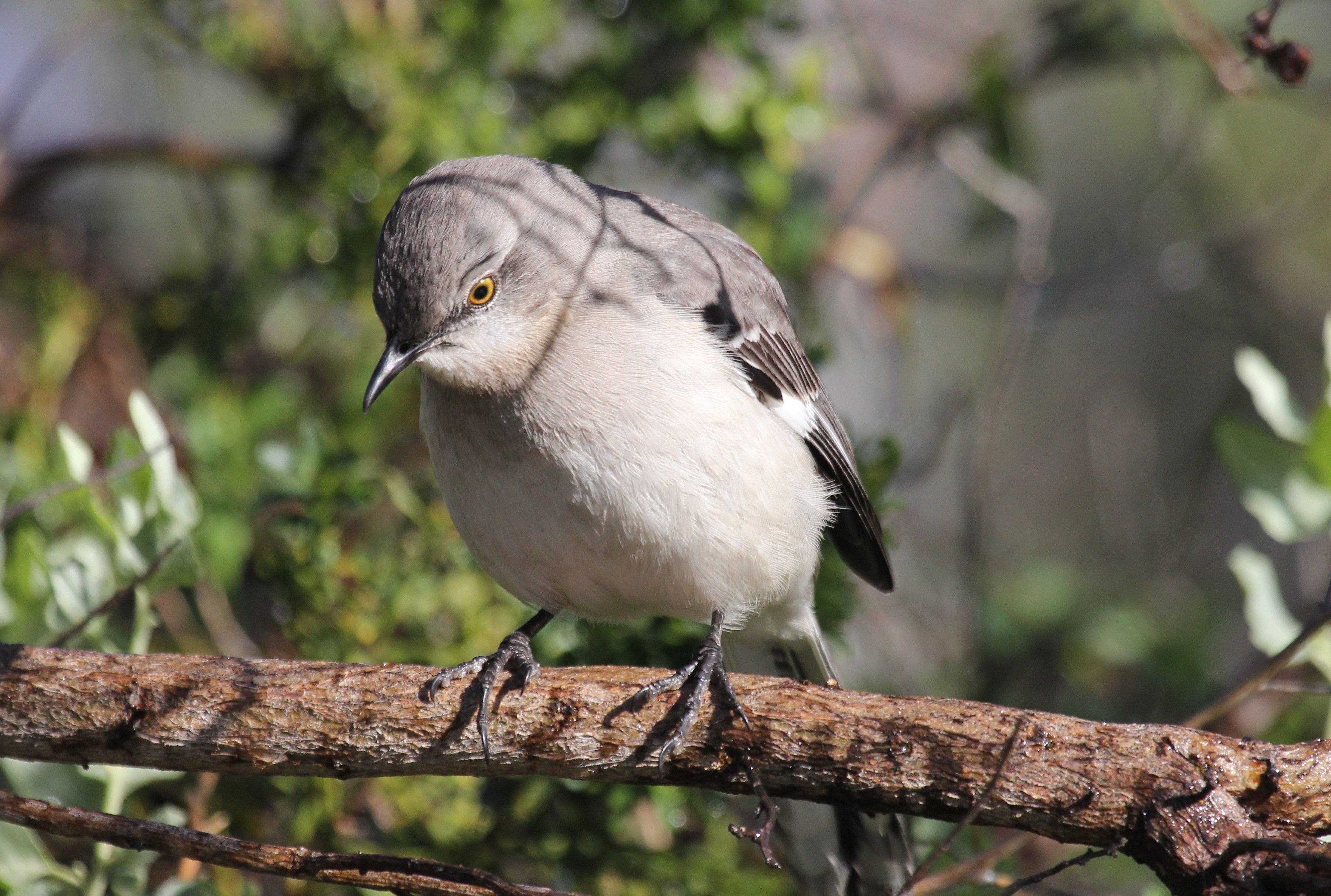 Northern Mockingbird on Branch in California · Free Stock Photo